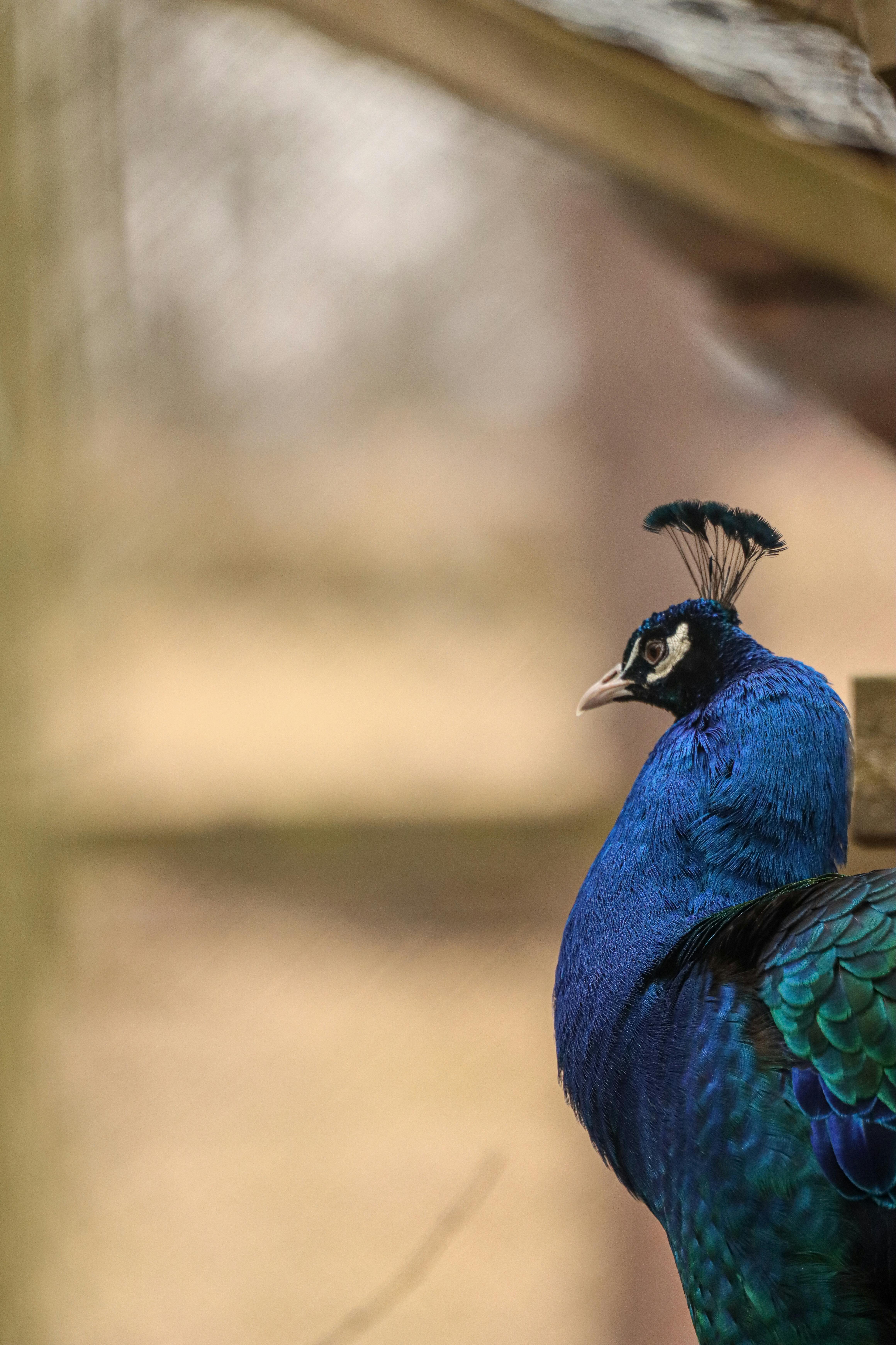 Peacock Behavior Photos, Download The BEST Free Peacock Behavior Stock Photos & HD Images