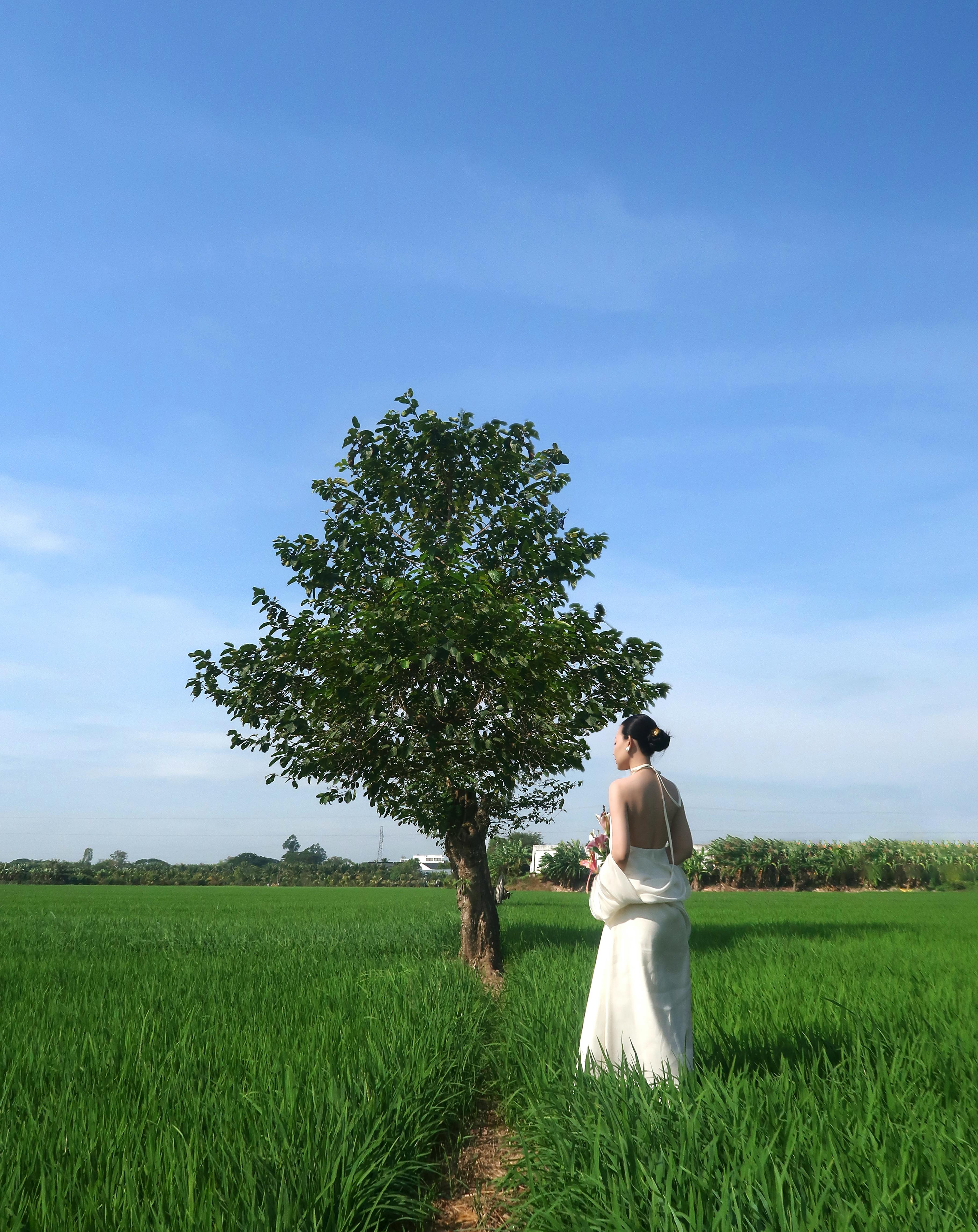 Solitary Tree with Woman in Green Field · Free Stock Photo