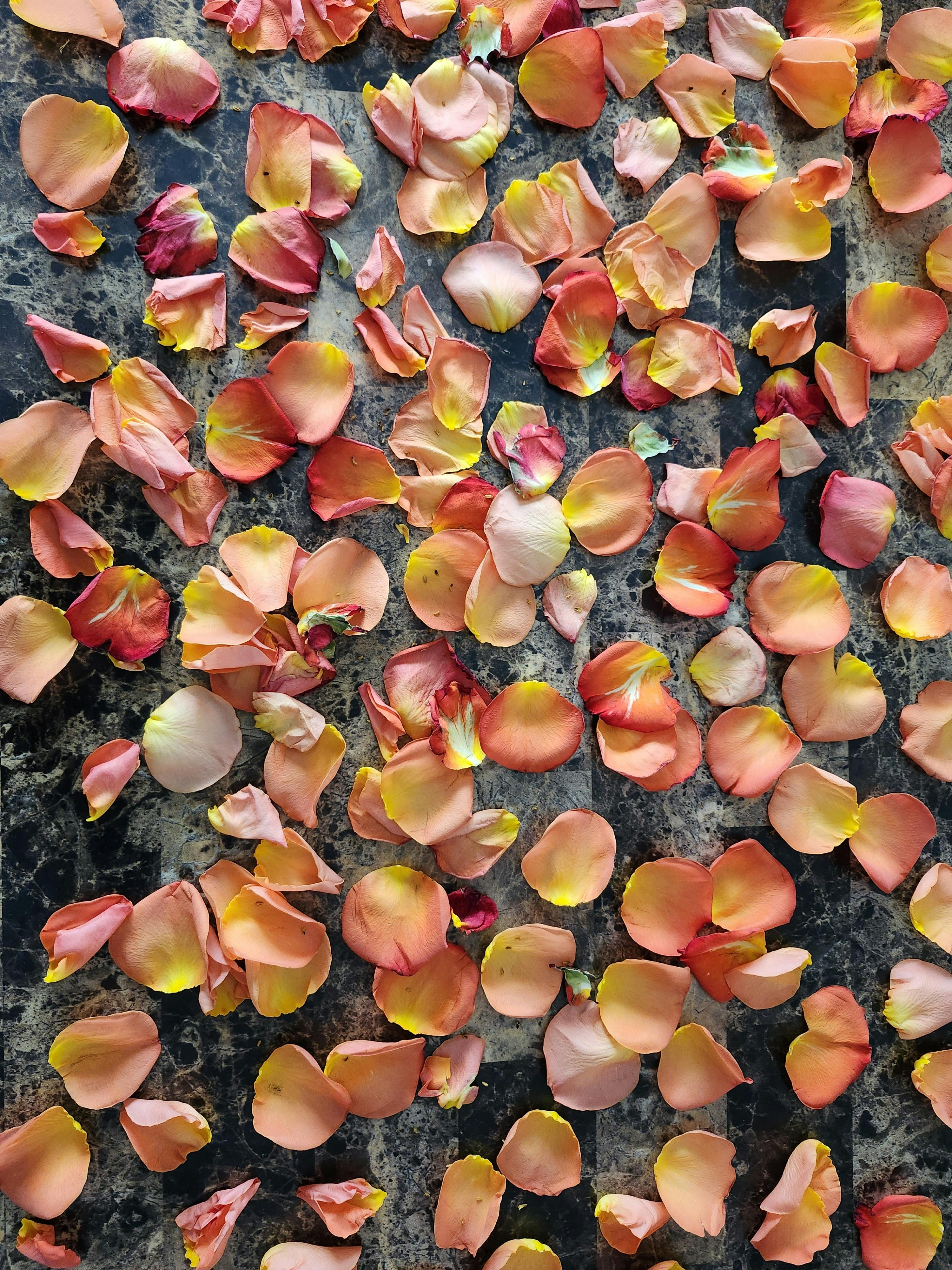 alex ohan - Photography