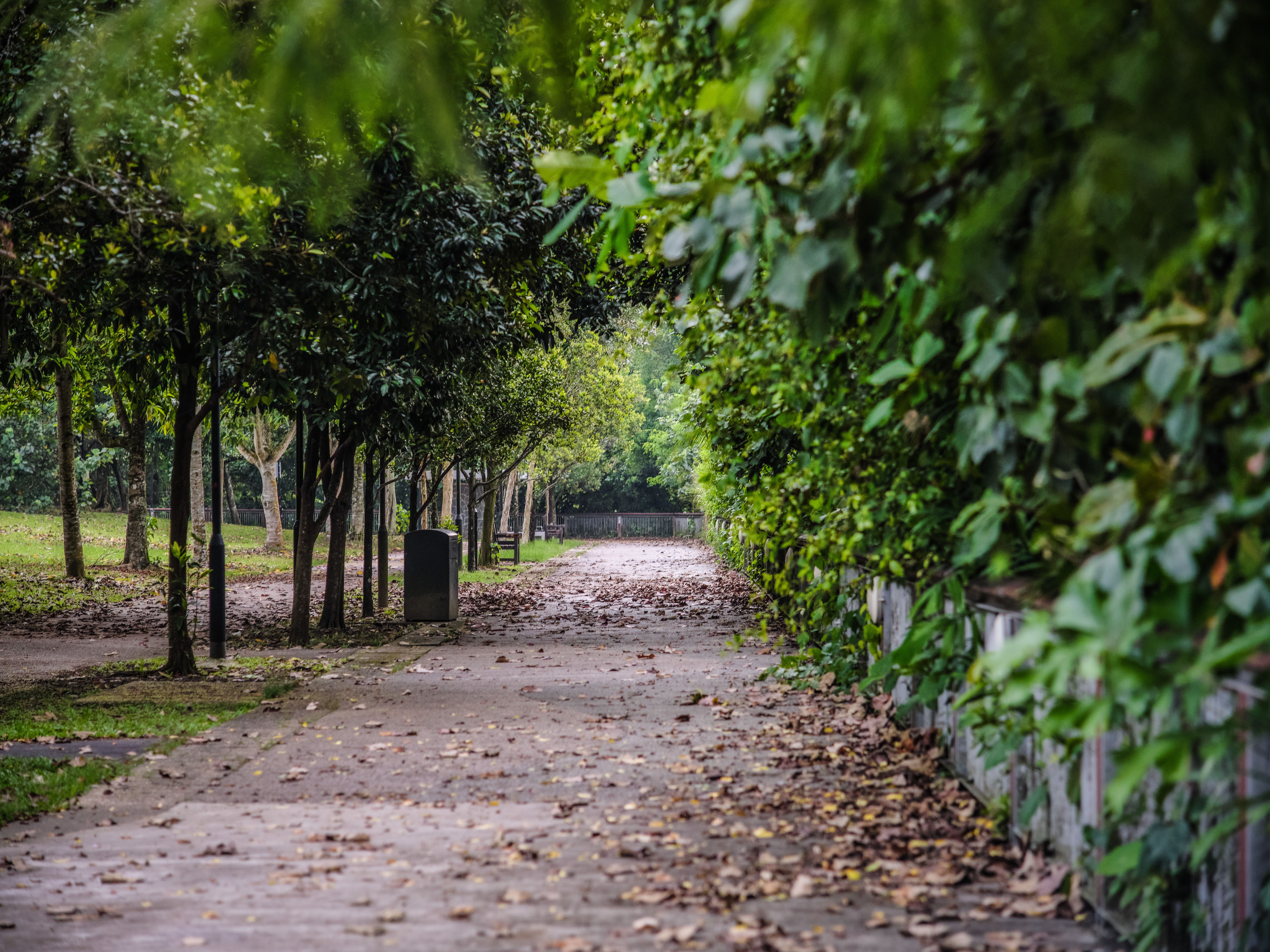 Serene Park Pathway Lined with Trees · Free Stock Photo