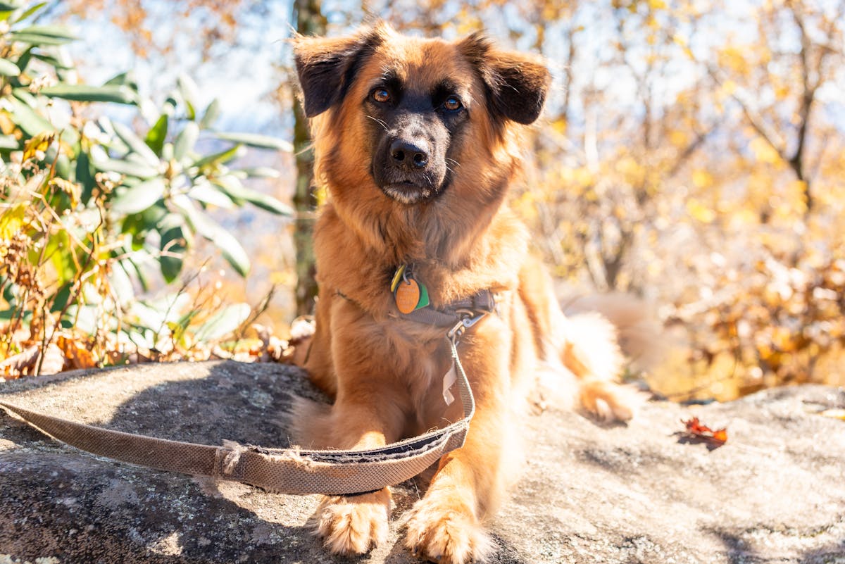 Dog Breed Photos, Download The BEST Free Dog Breed Stock Photos & HD Images