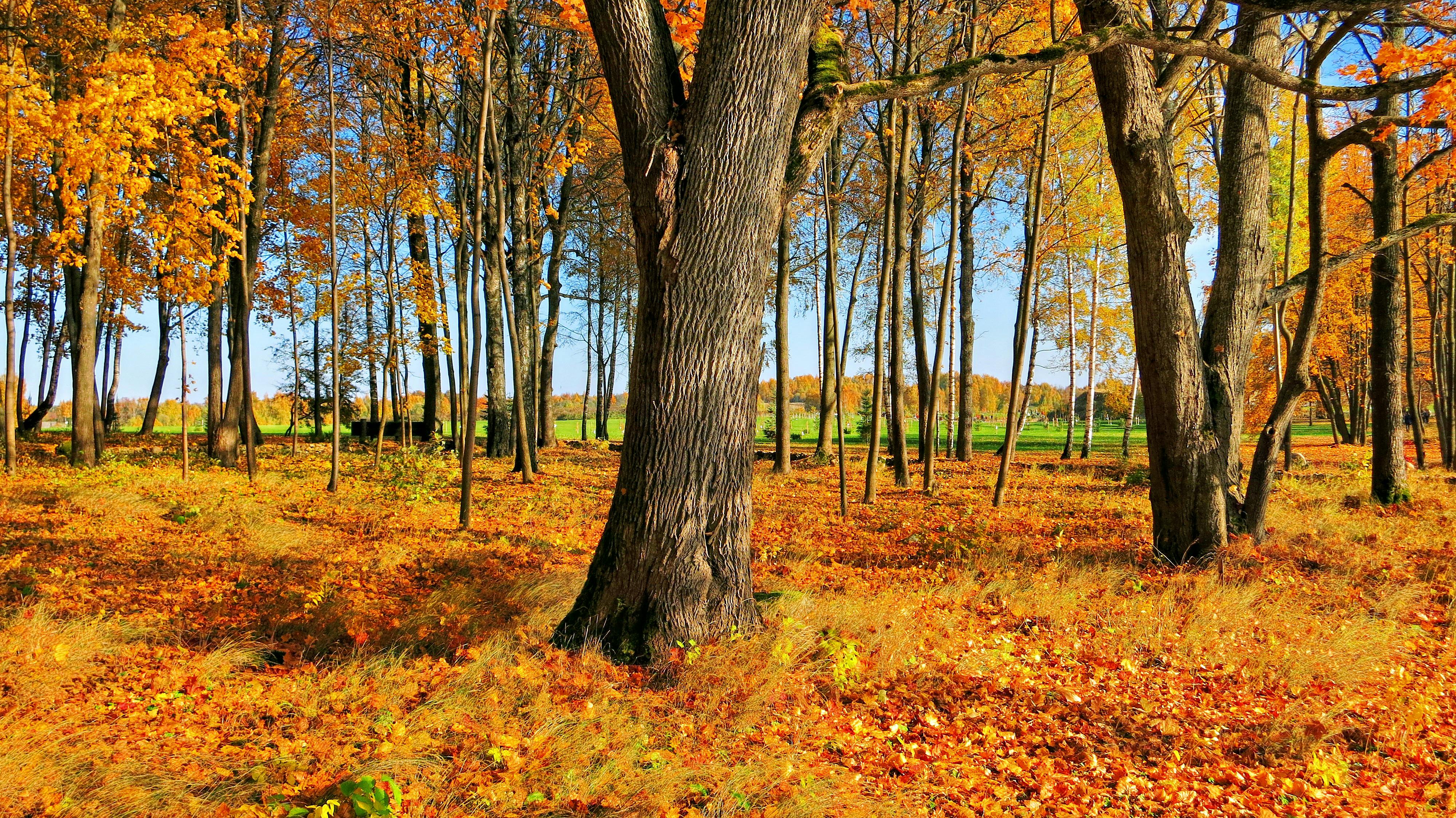 October Trees Photos, Download The BEST Free October Trees Stock Photos ...