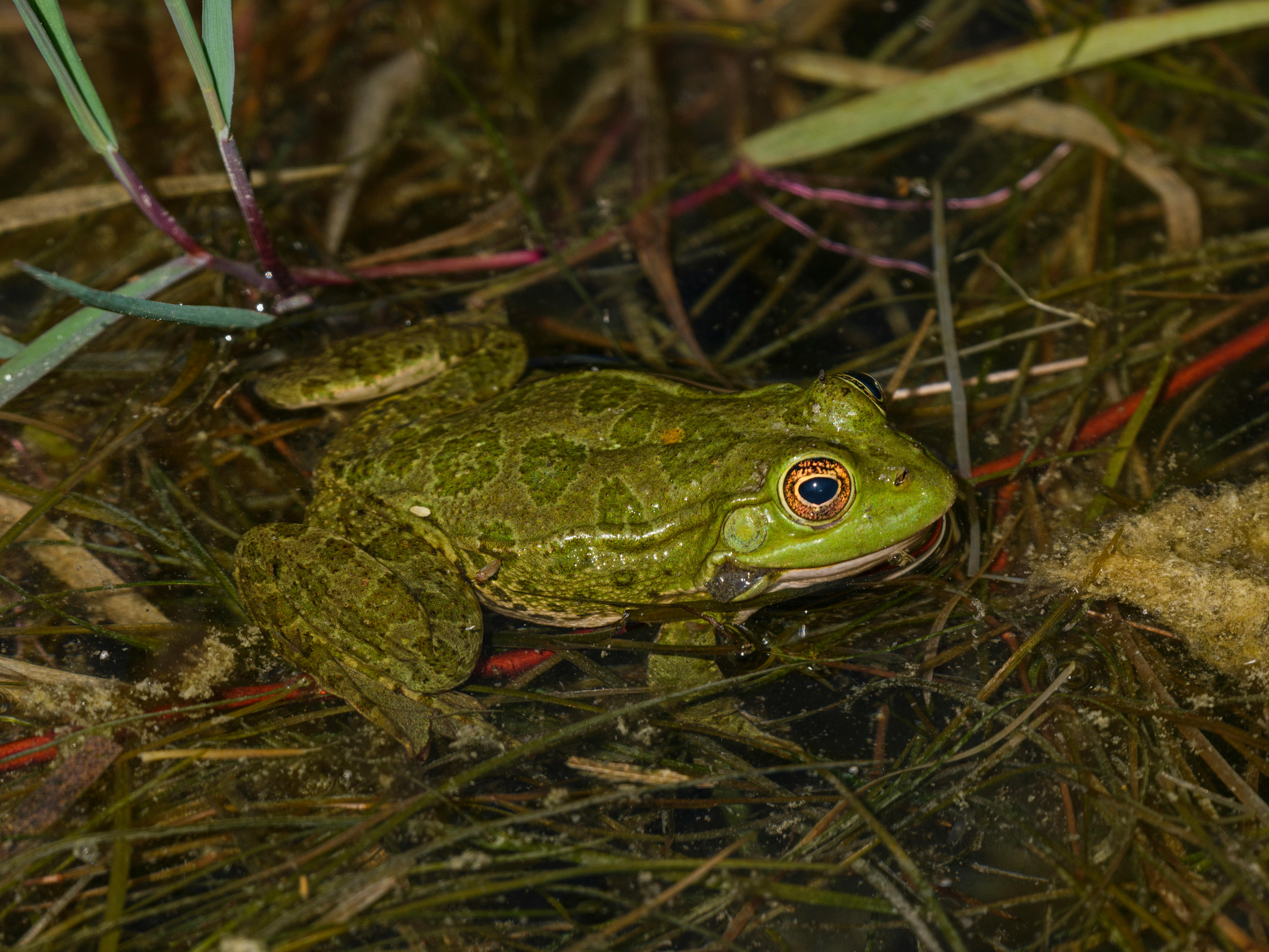 Discovering Vietnam's Rare Nanohyla Frog Species and Habitat