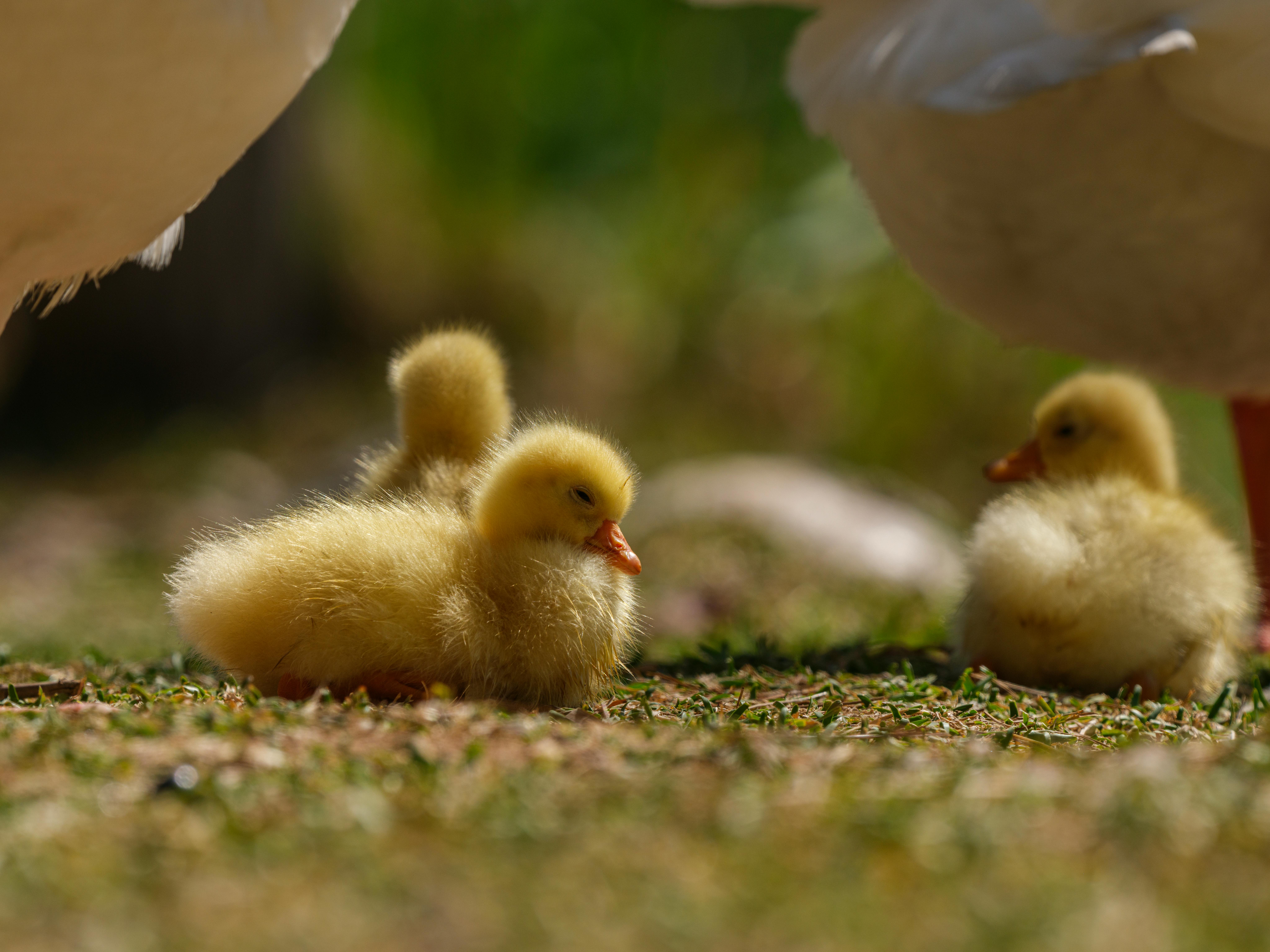 Yellow Duckling on Gray Dirt · Free Stock Photo