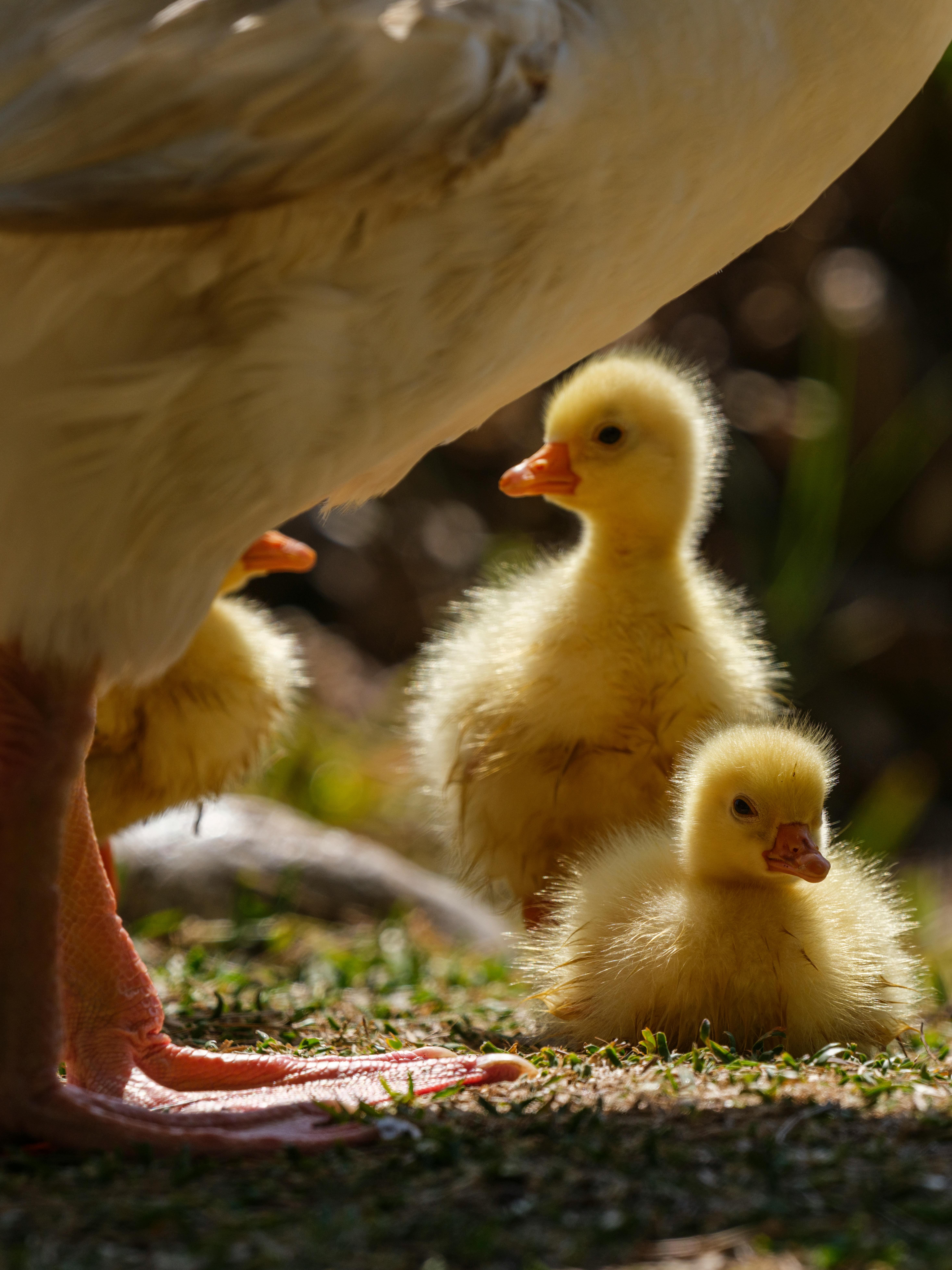 The Yellow Duck Is Walking Left Photos, Download The BEST Free The ...