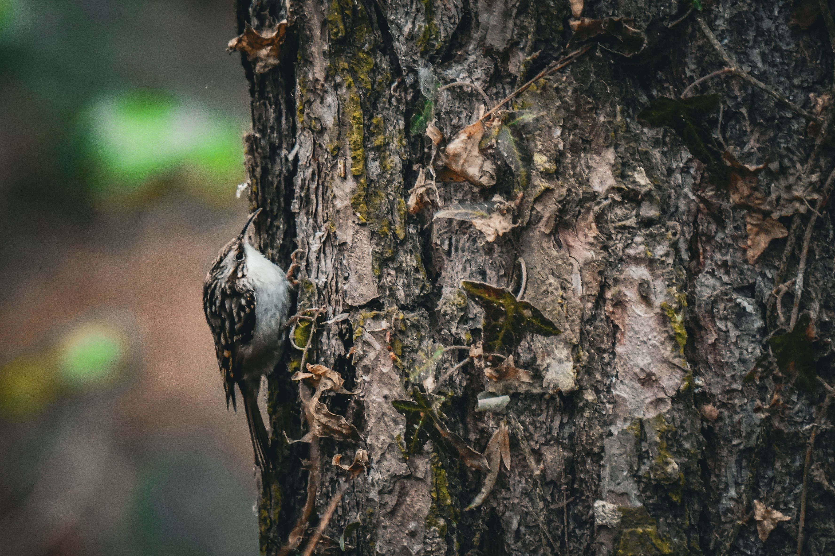 Close-up of a Tree with a Camouflaged Brown Creeper · Free Stock Photo