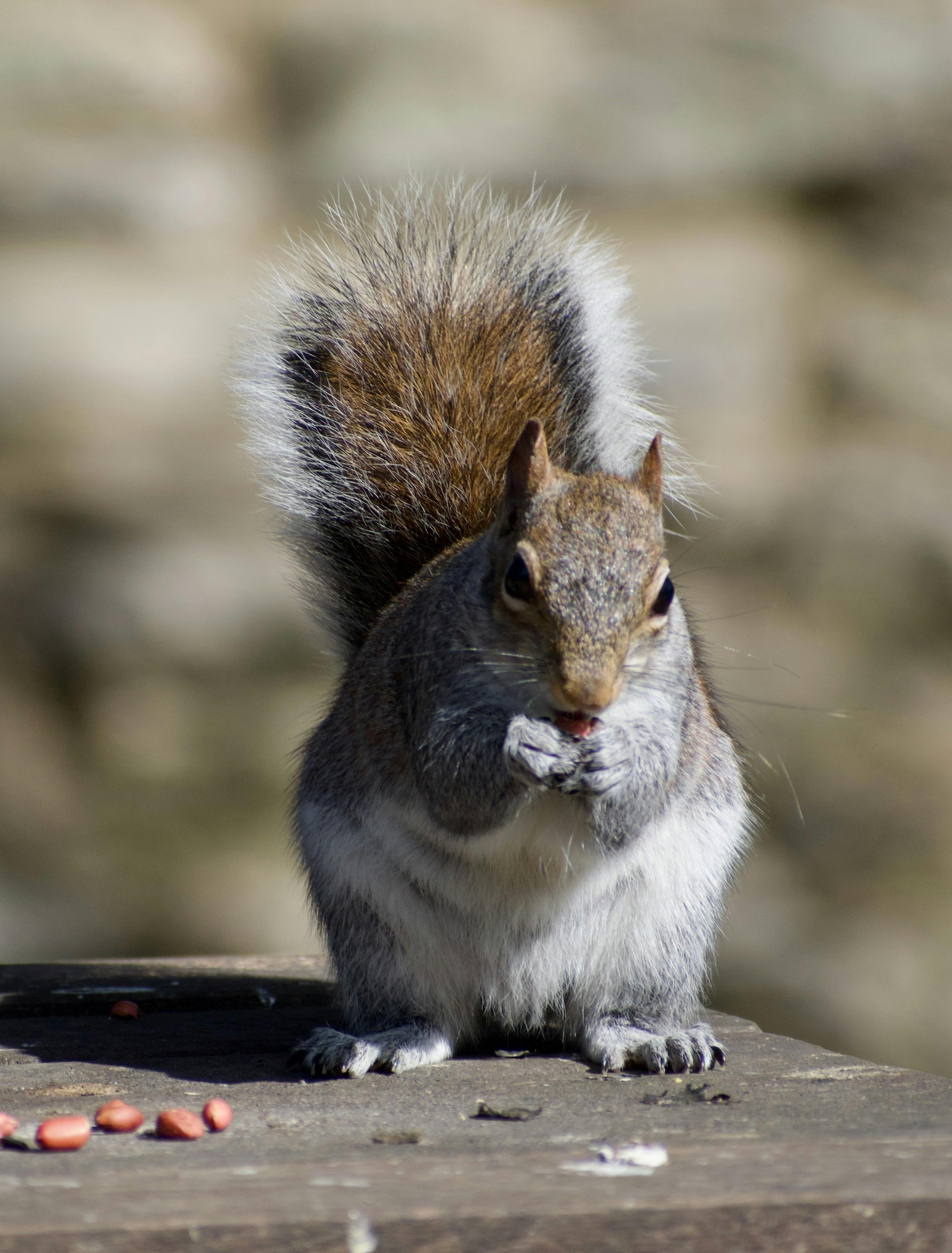 Dropping Peanut Photos, Download The BEST Free Dropping Peanut Stock ...