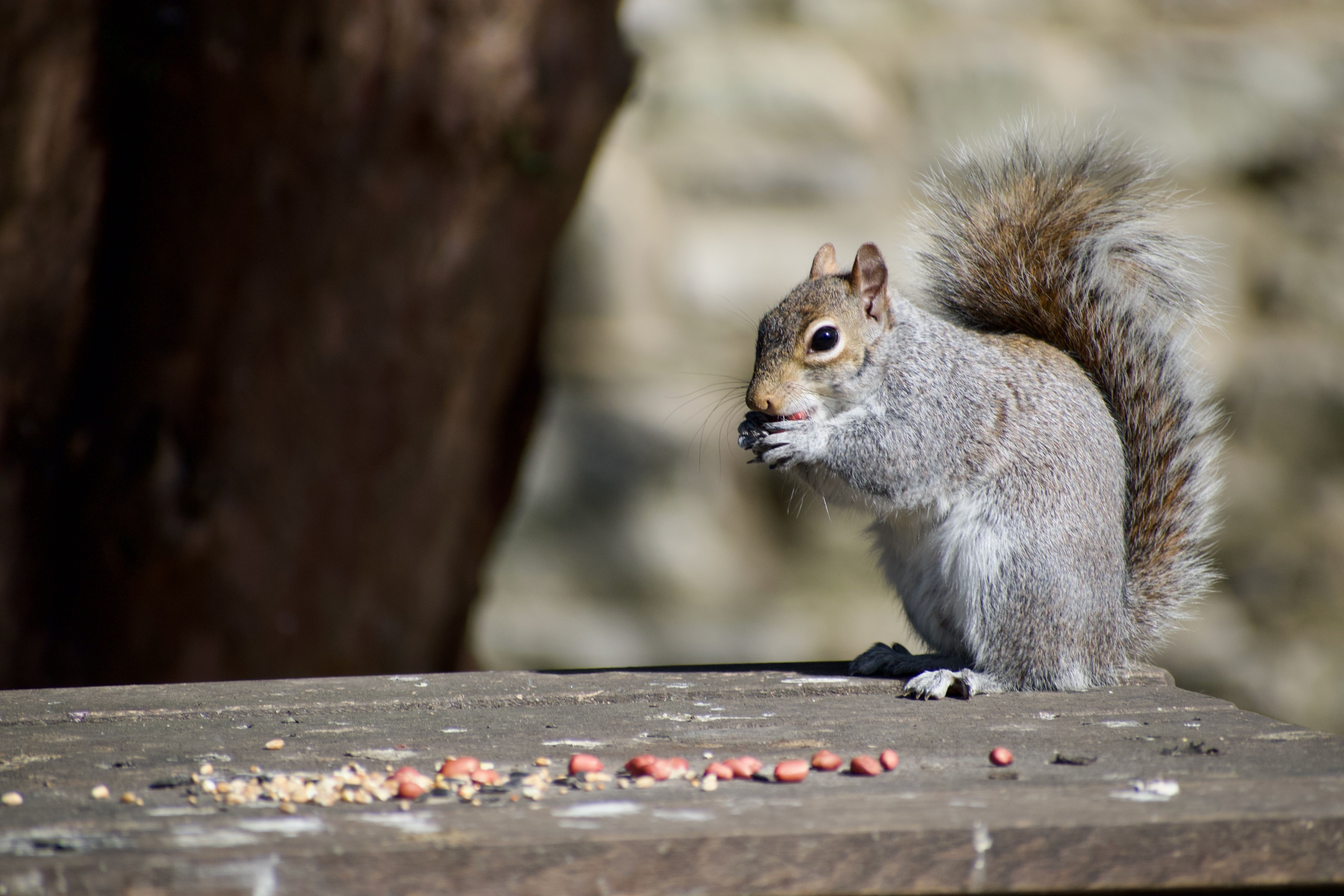 Gray Squirrel Eating Nuts on Wooden Table Outdoors · Free Stock Photo