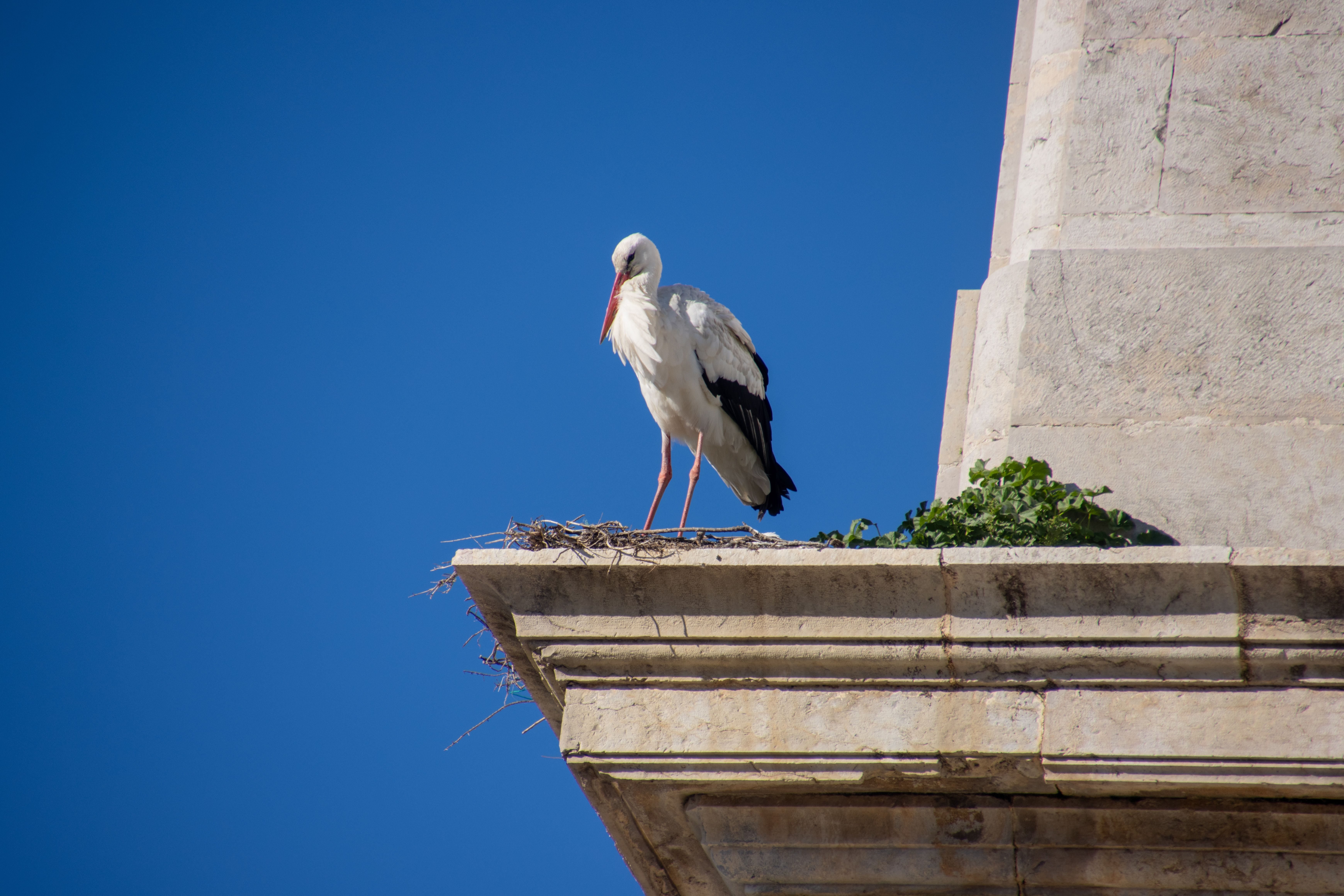 White Stork on Stone Structure Under Blue Sky · Free Stock Photo