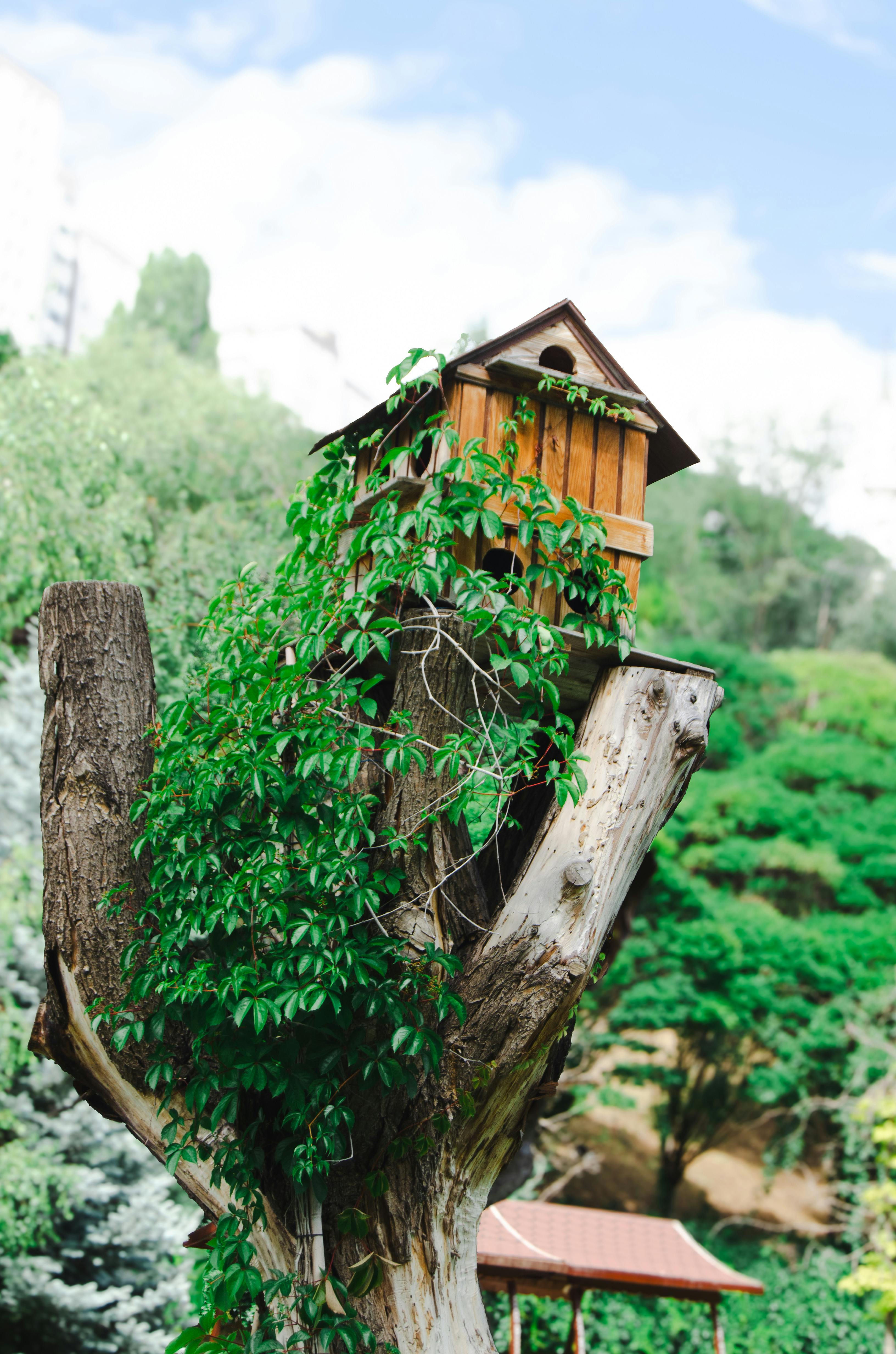 Charming Treehouse Nestled in Vibrant Forest Scene · Free Stock Photo