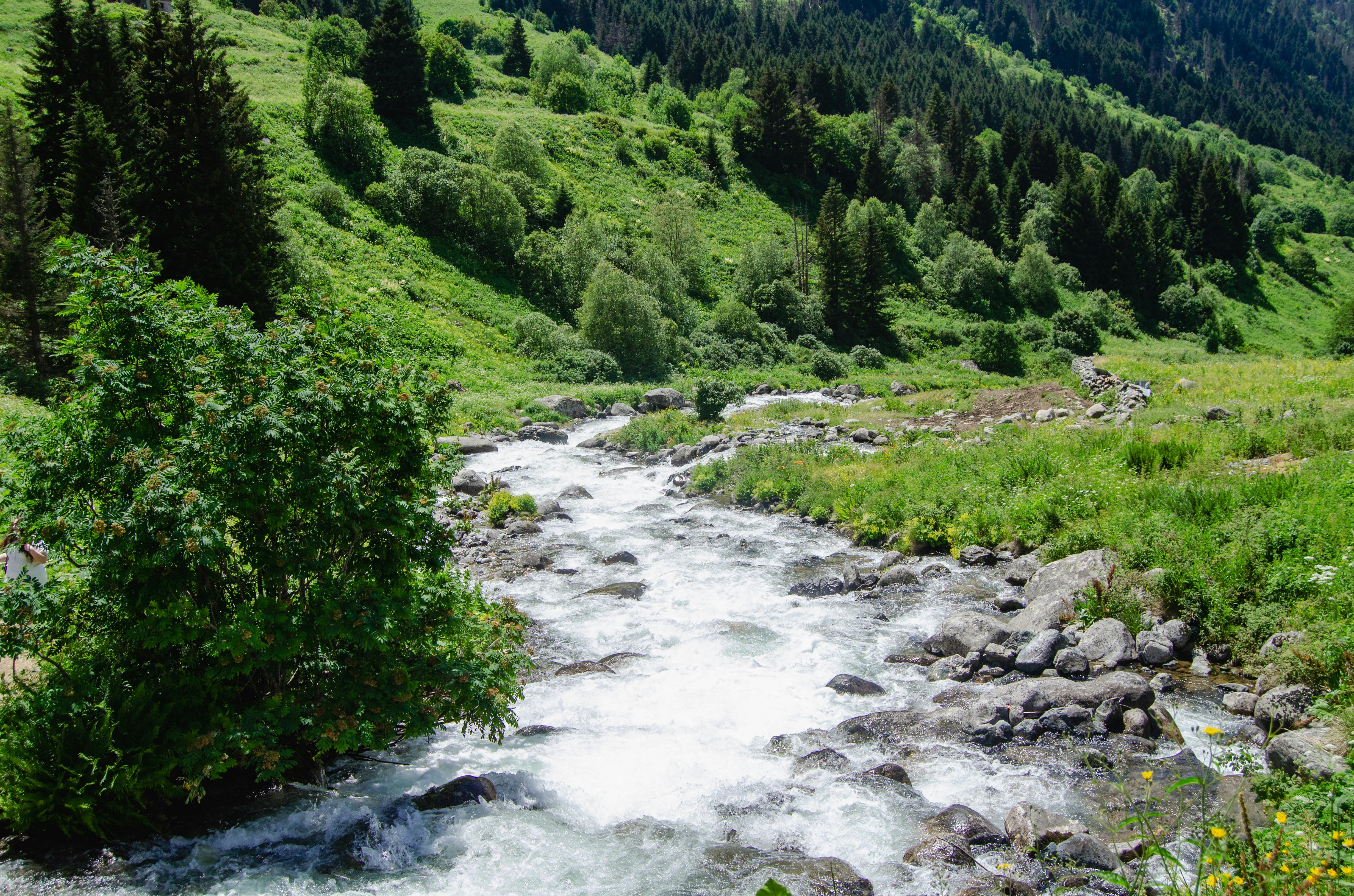 Lush Mountain Stream Surrounded by Greenery · Free Stock Photo