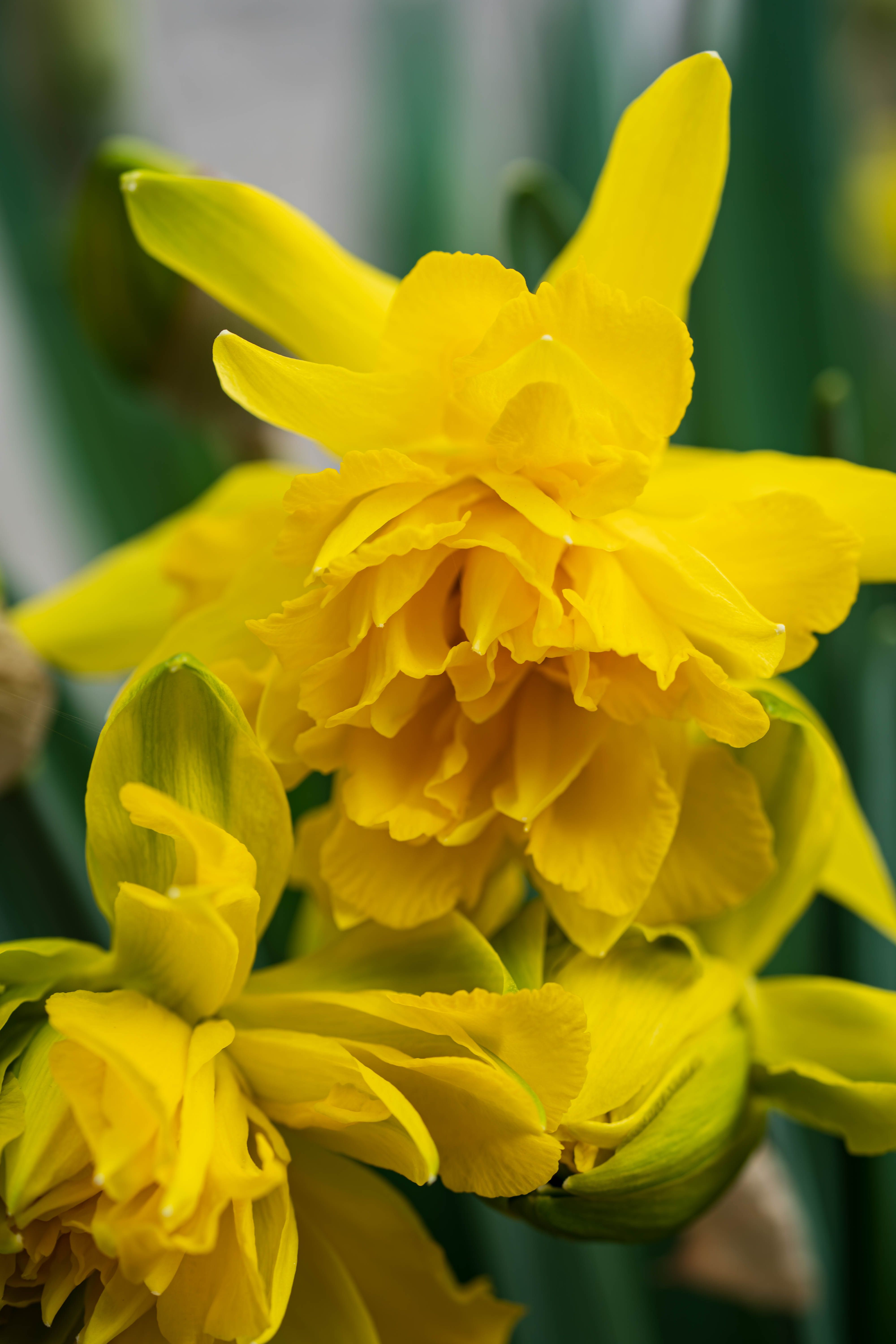 Close-up of Vibrant Yellow Daffodils in Full Bloom · Free Stock Photo