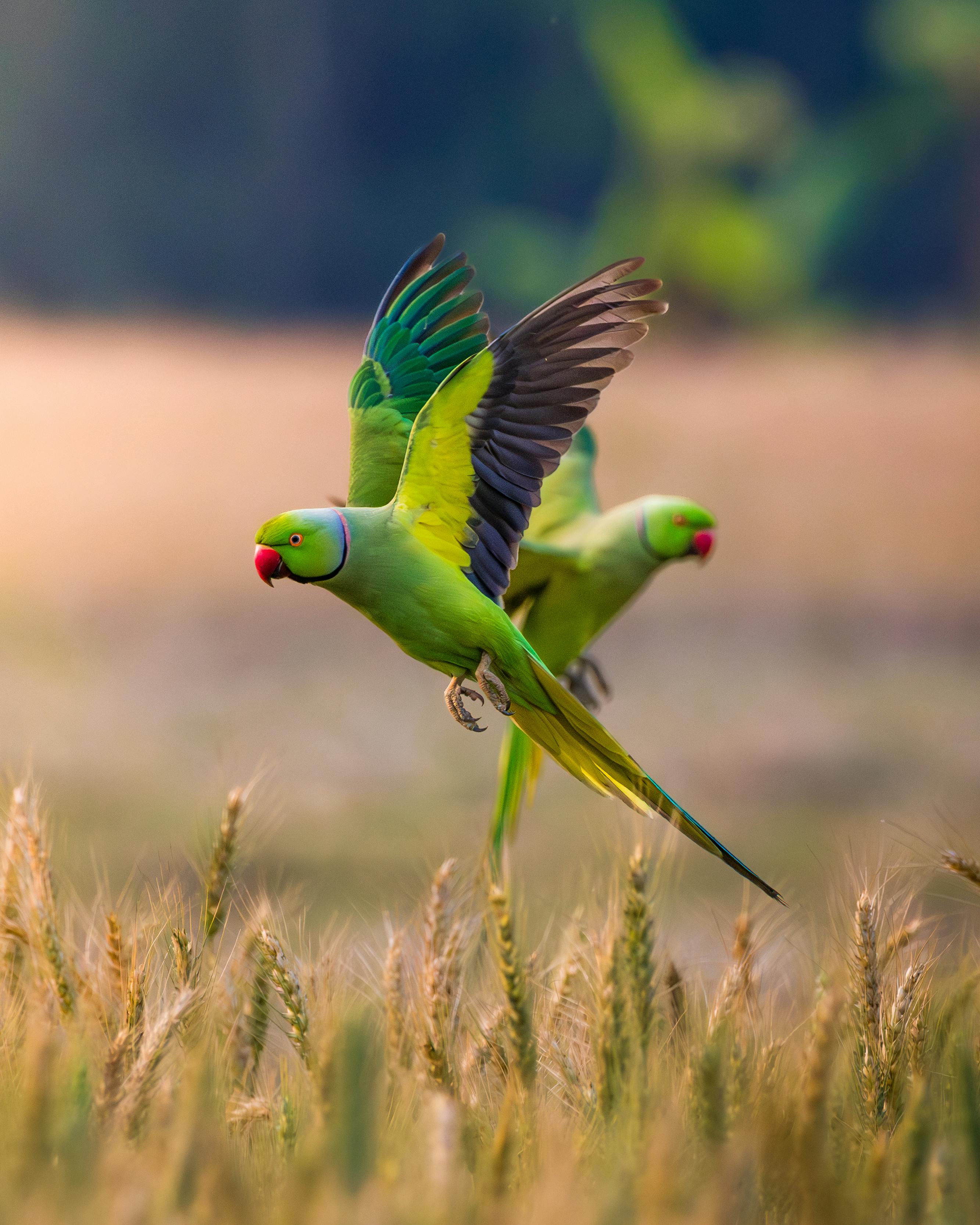 Rose-Ringed Parakeets in Flight over Wheat Field · Free Stock Photo