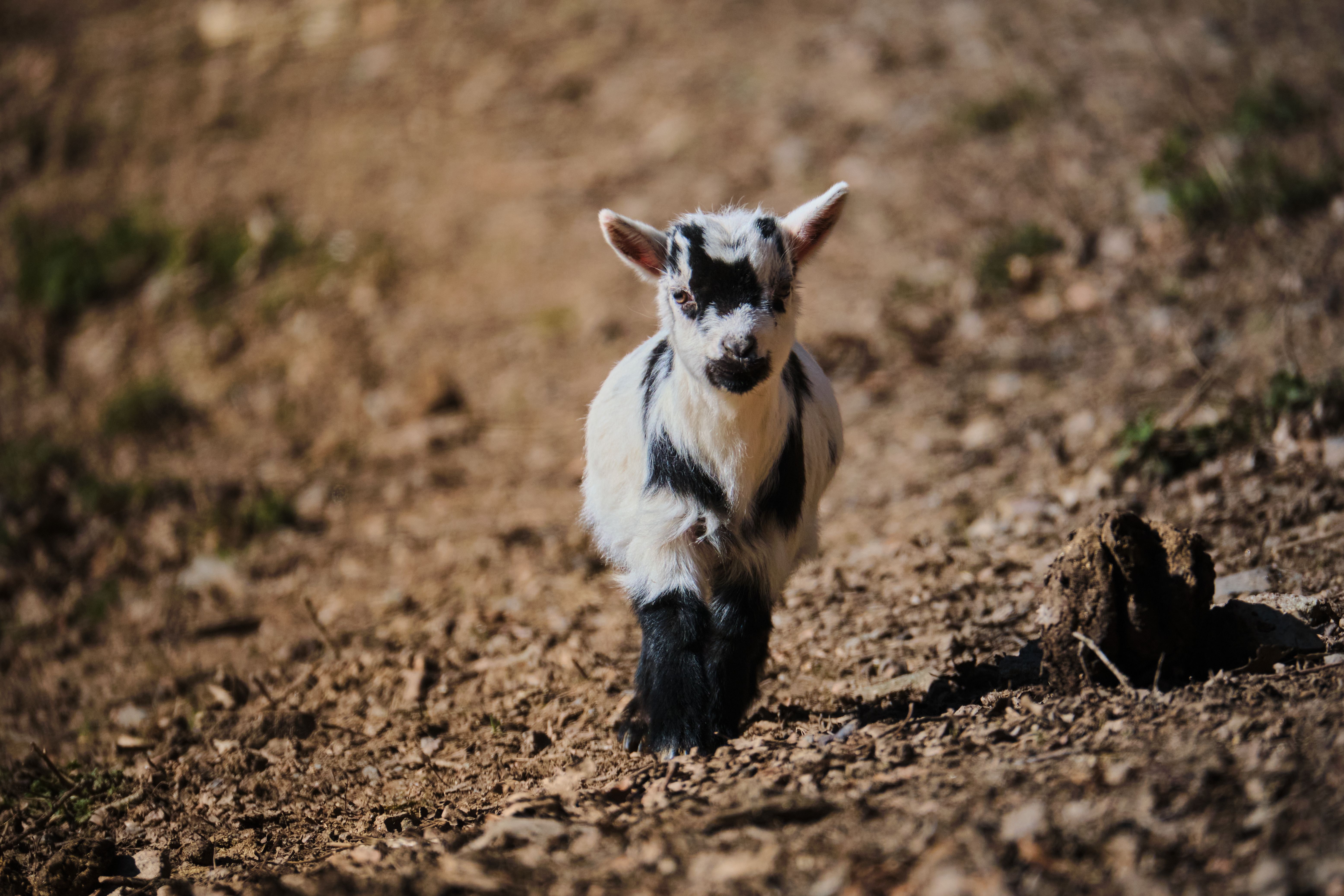 Adorable Baby Goat Walking in Nature · Free Stock Photo