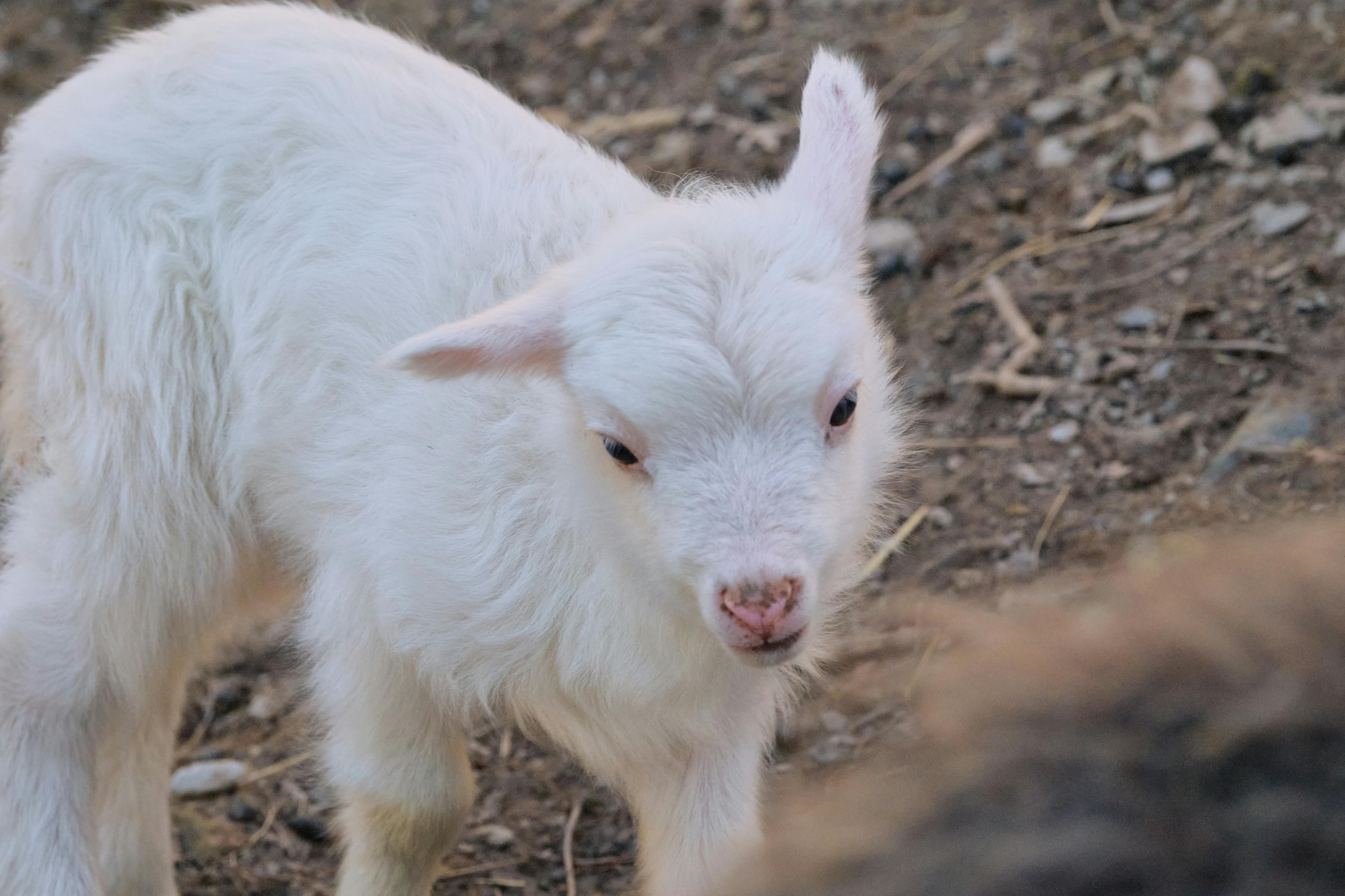 Adorable White Baby Goat on Rugged Terrain · Free Stock Photo