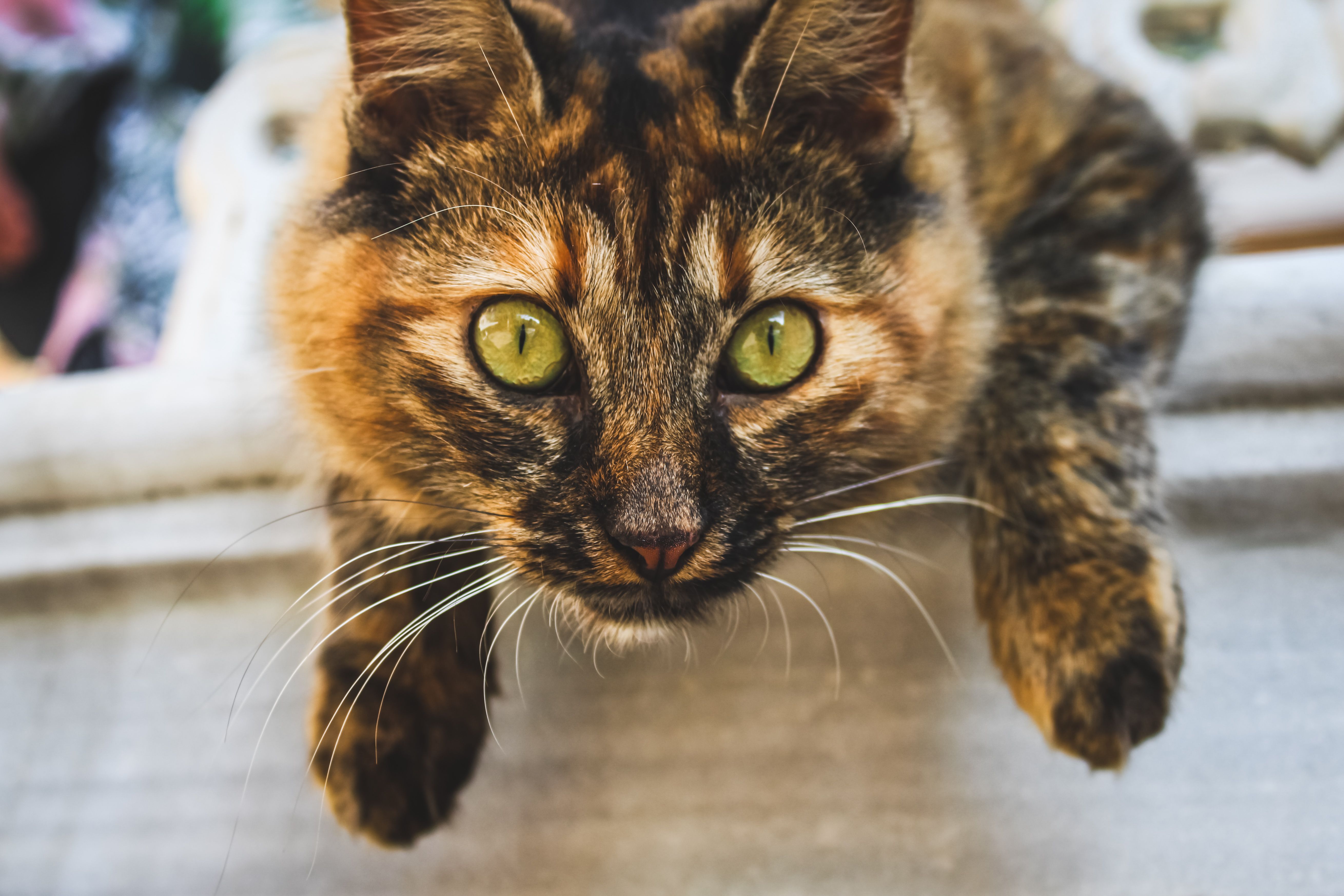 Close-up of a Relaxed Tortoiseshell Cat · Free Stock Photo