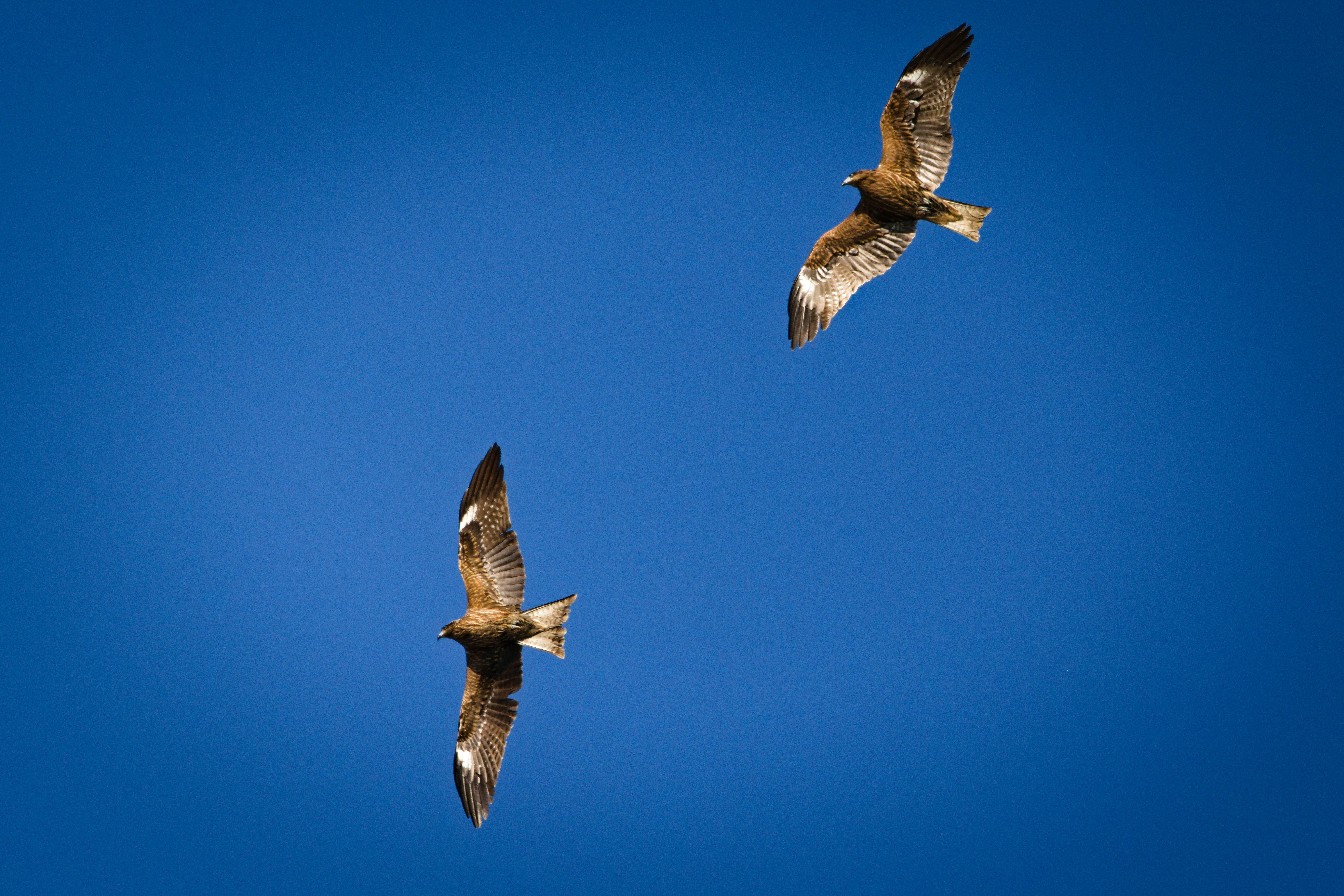 Pair of Raptors Soaring in Clear Blue Japanese Sky · Free Stock Photo