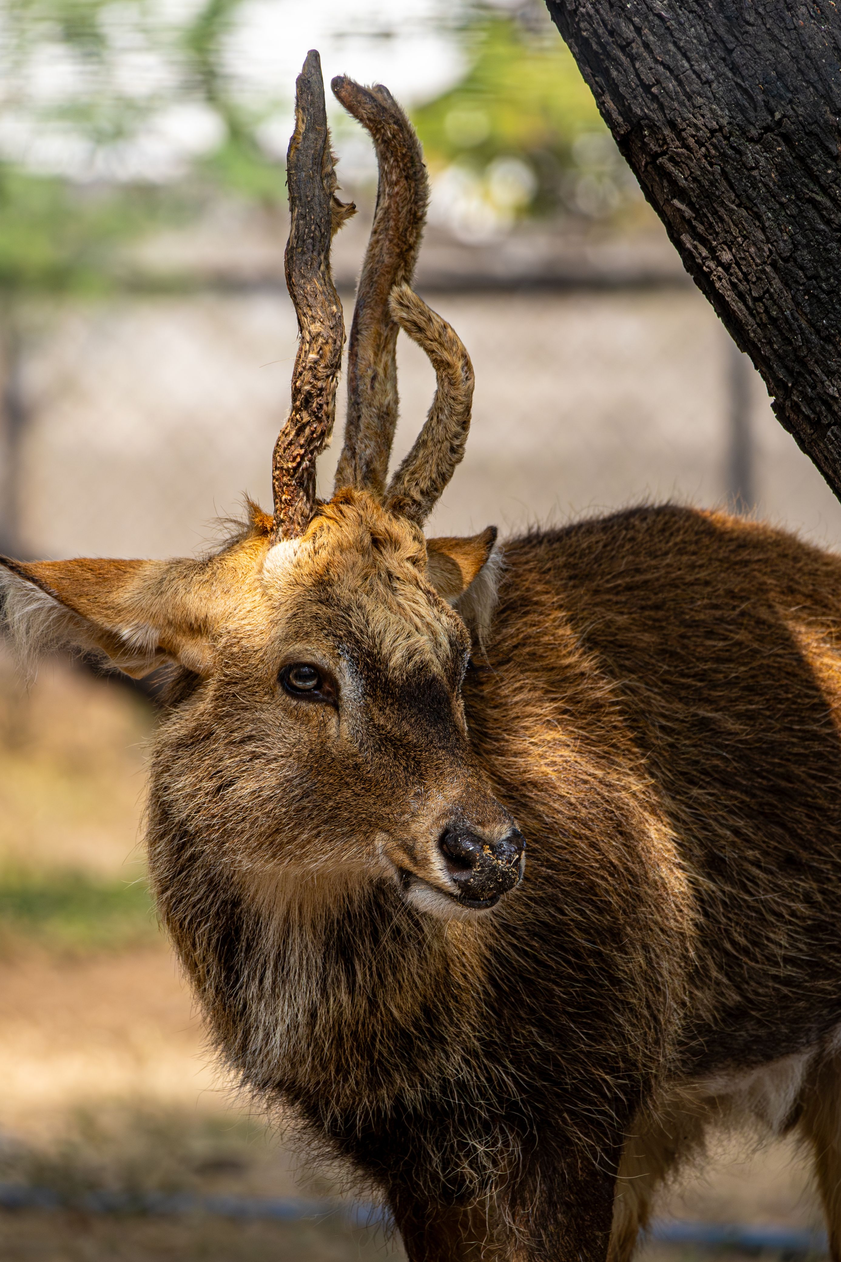 Cerf Majestueux Dans Son Habitat Naturel En Extérieur · Photo gratuite