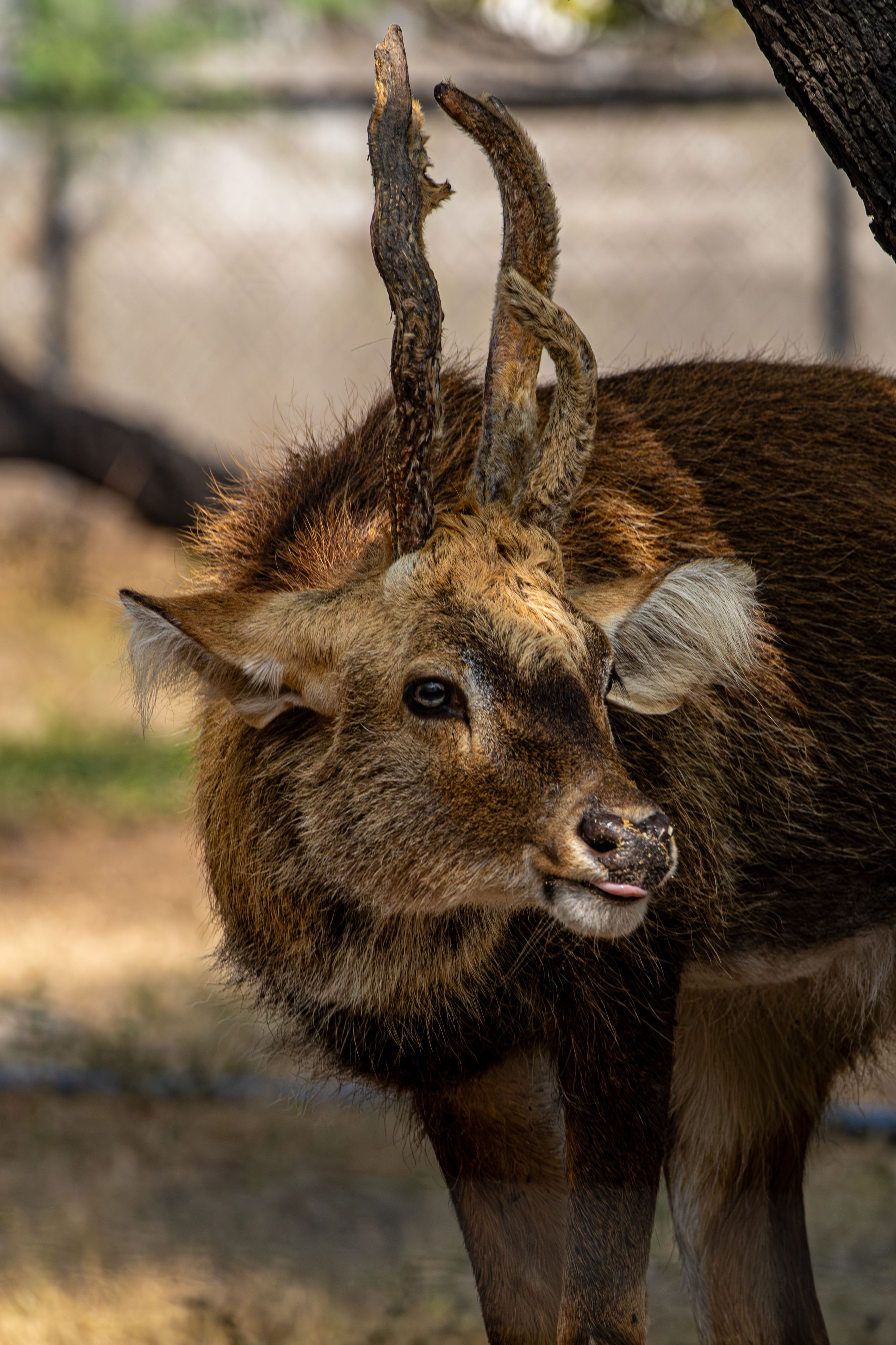 Close-up of a Brow-antlered Deer in Natural Habitat · Free Stock Photo