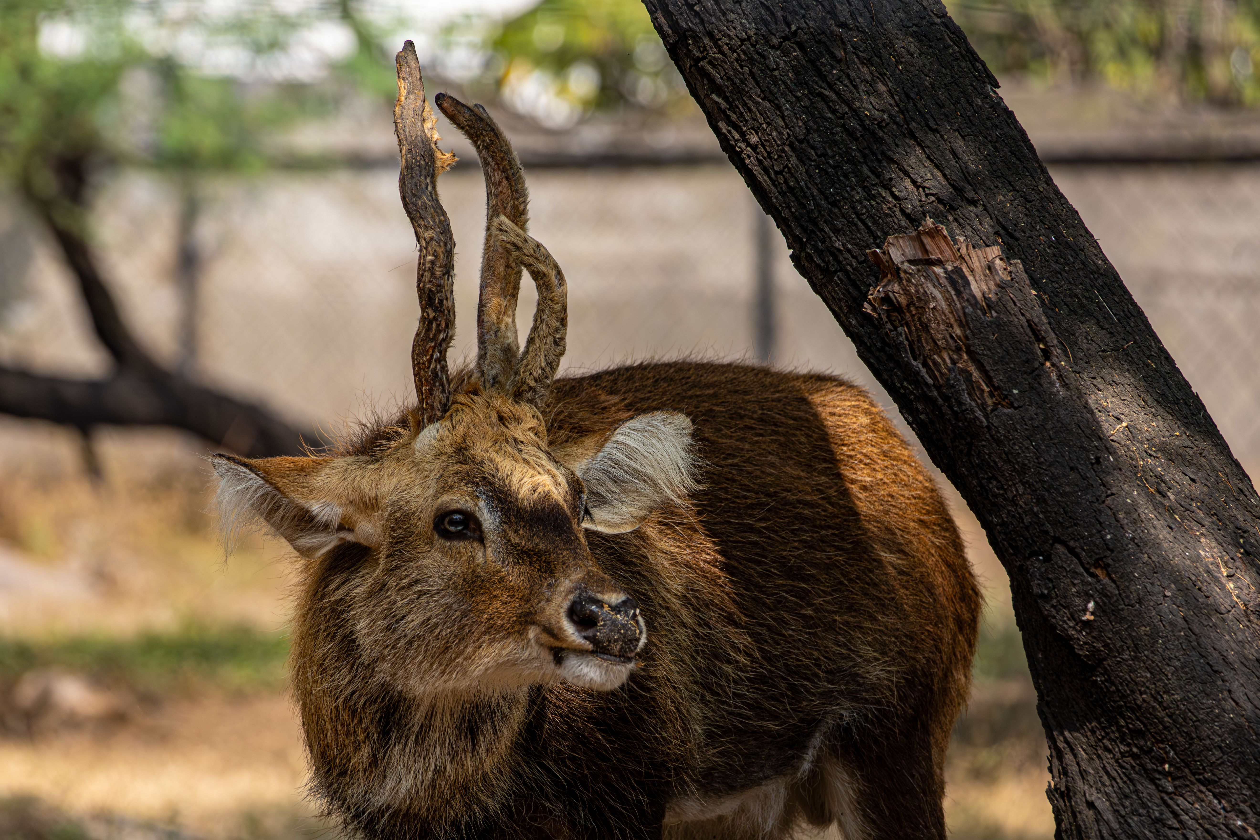 Close-up of Eld's Deer in Natural Habitat · Free Stock Photo