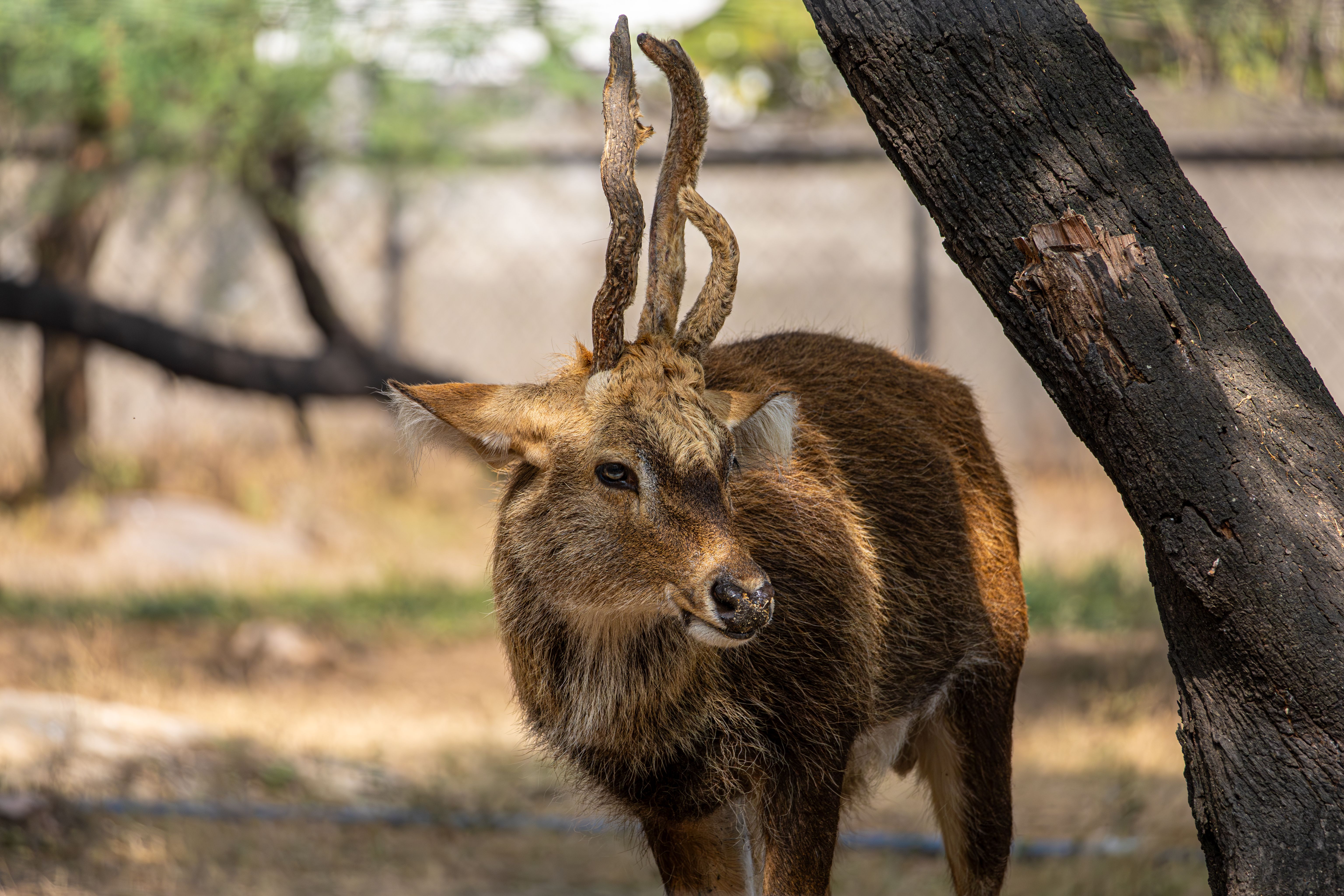 Wild Sambar Deer in Natural Habitat · Free Stock Photo