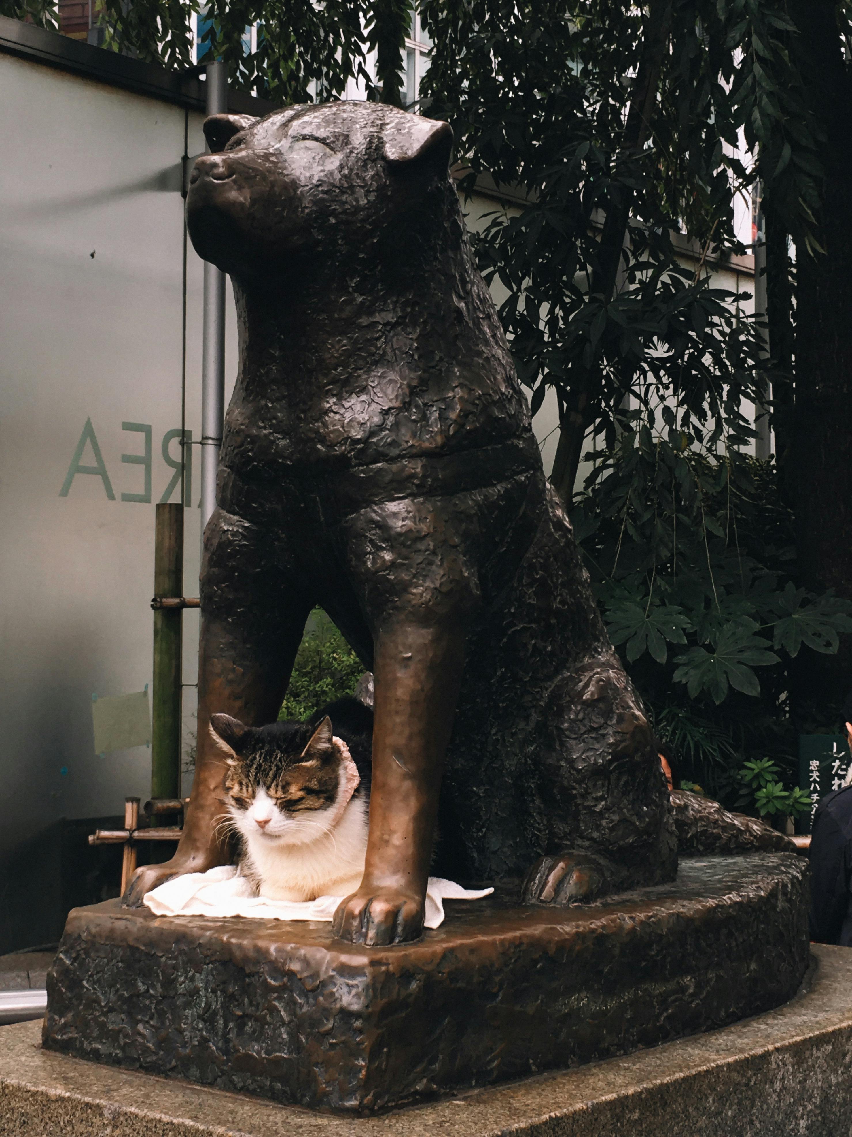 Cat Street, Shibuya Photos, Download The BEST Free Cat Street, Shibuya ...