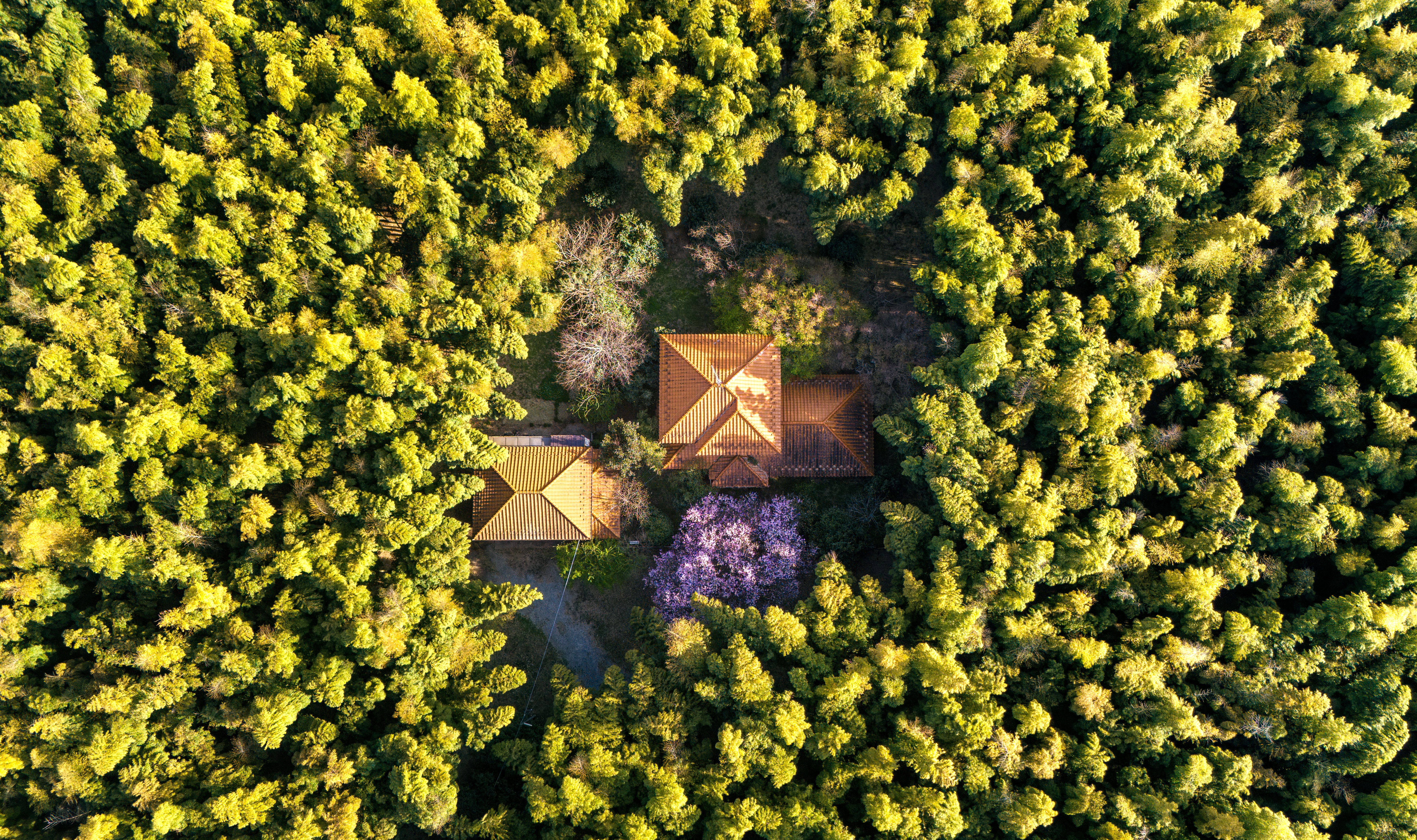 Aerial View of House Surrounded by Forest · Free Stock Photo