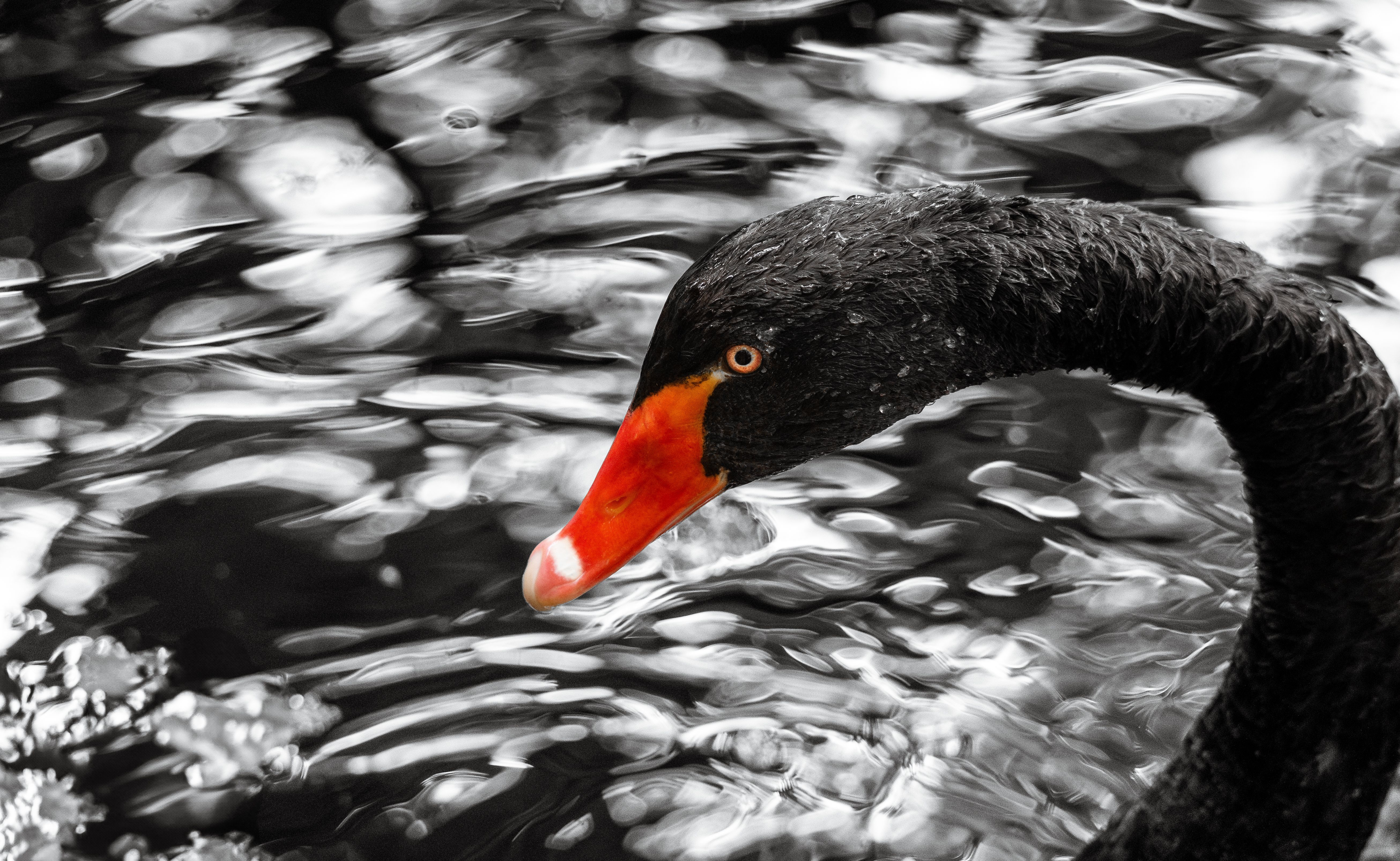 Primer Plano De Un Cisne Negro En Un Estanque · Foto de stock gratuita