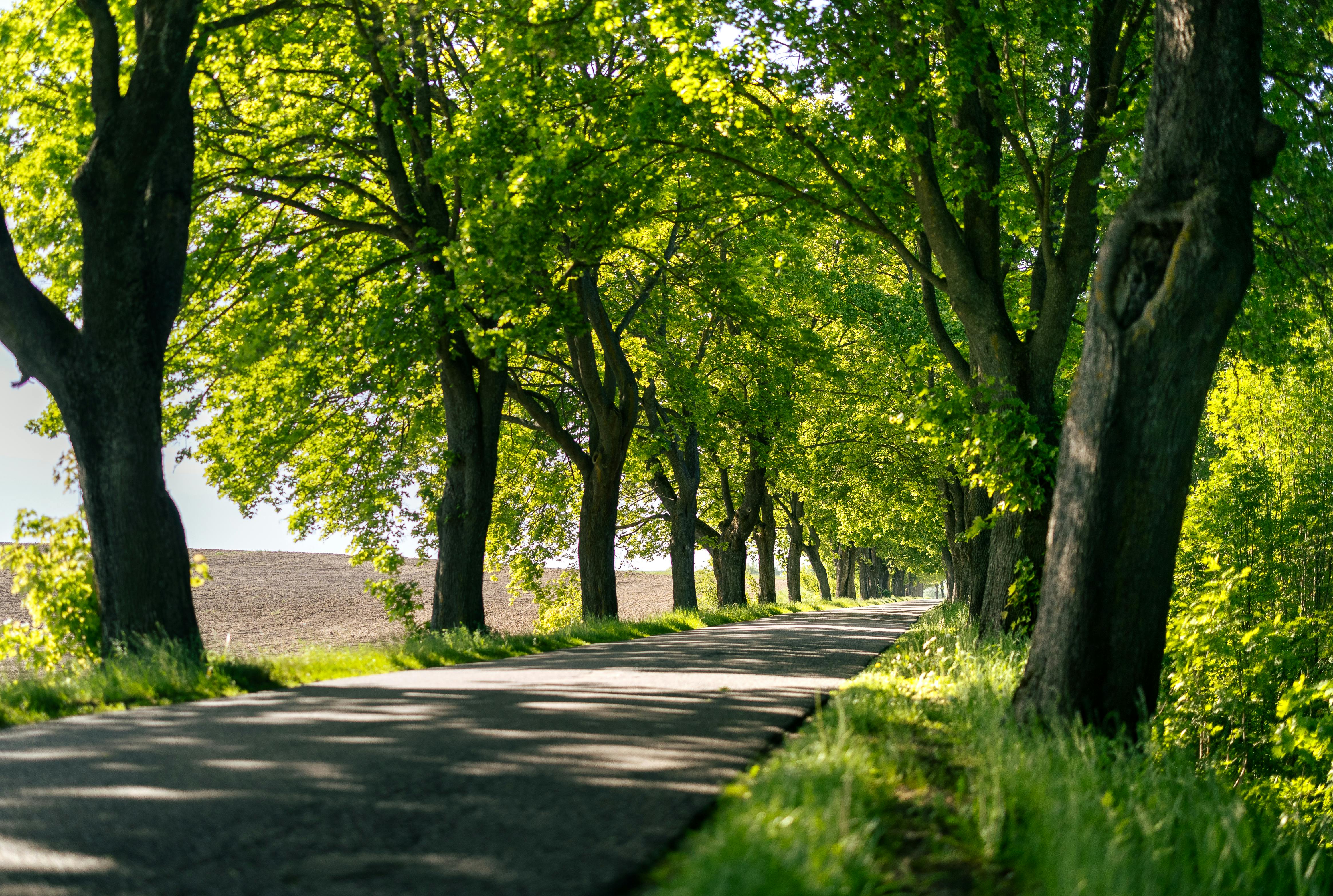 Pathway Surrounded With Trees Photos, Download The BEST Free Pathway ...