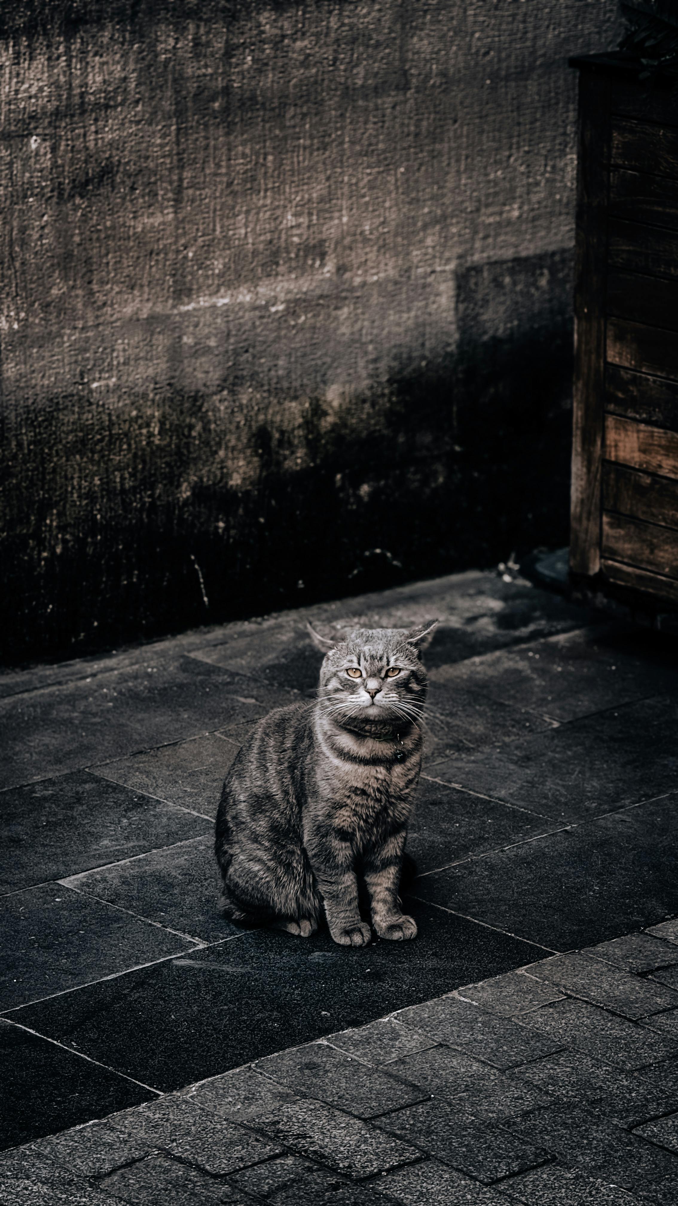 Wallpaper++Cat Photos, Download The BEST Free Wallpaper++Cat Stock ...