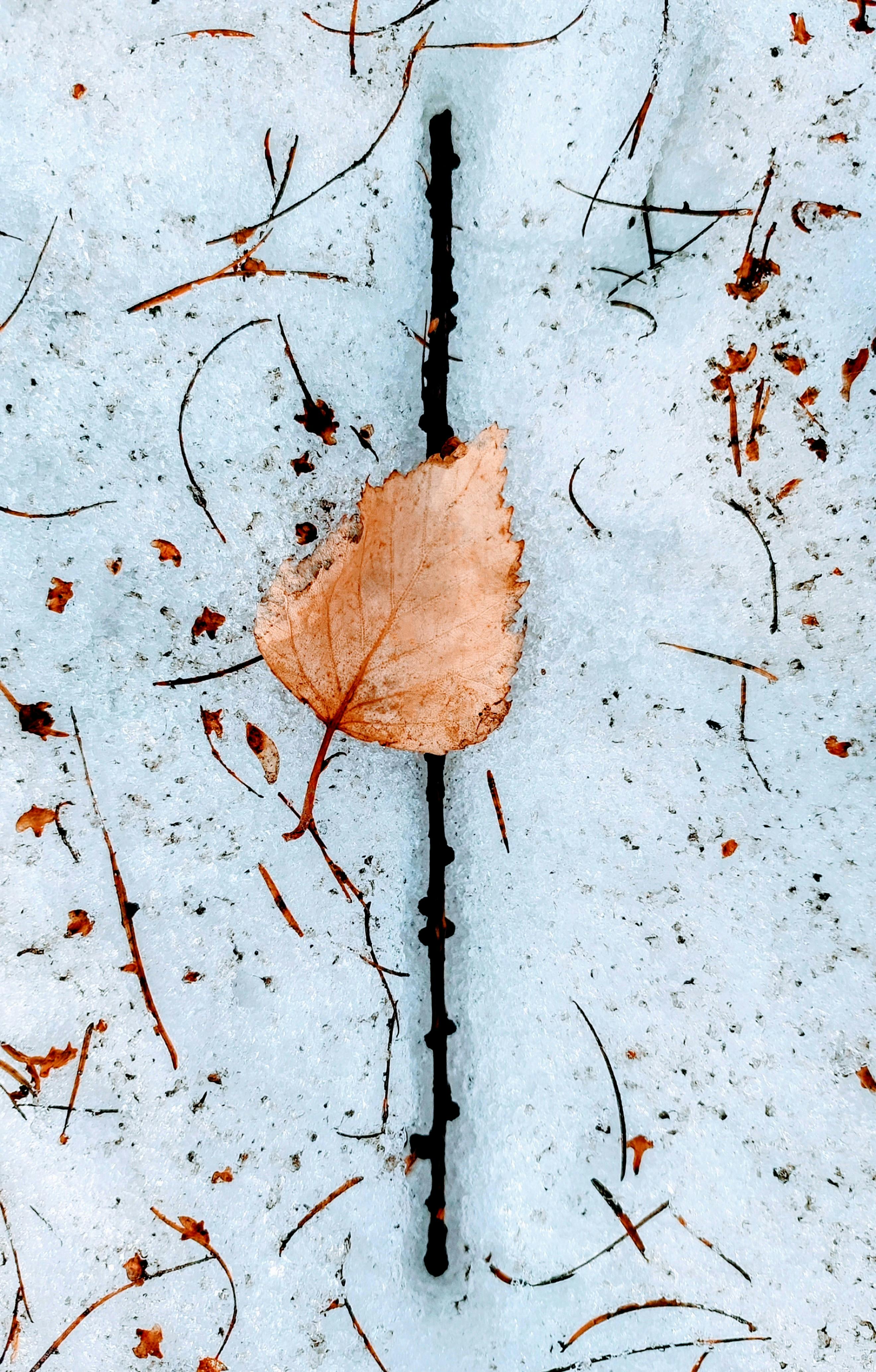 Single Birch Leaf Resting on Snowy Ground in Early Spring · Free Stock ...