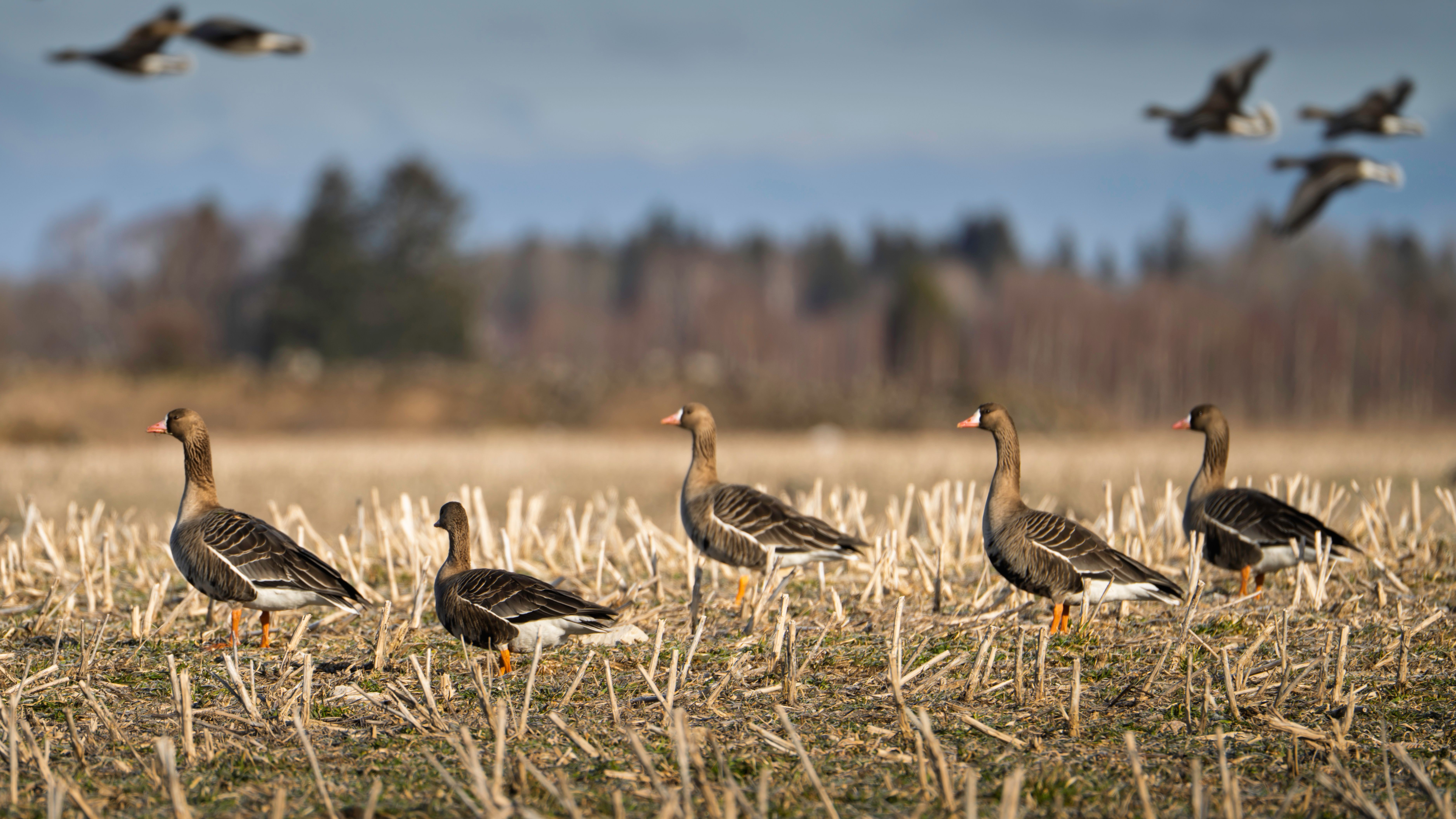 Wild Geese in a Stubble Field During Autumn · Free Stock Photo