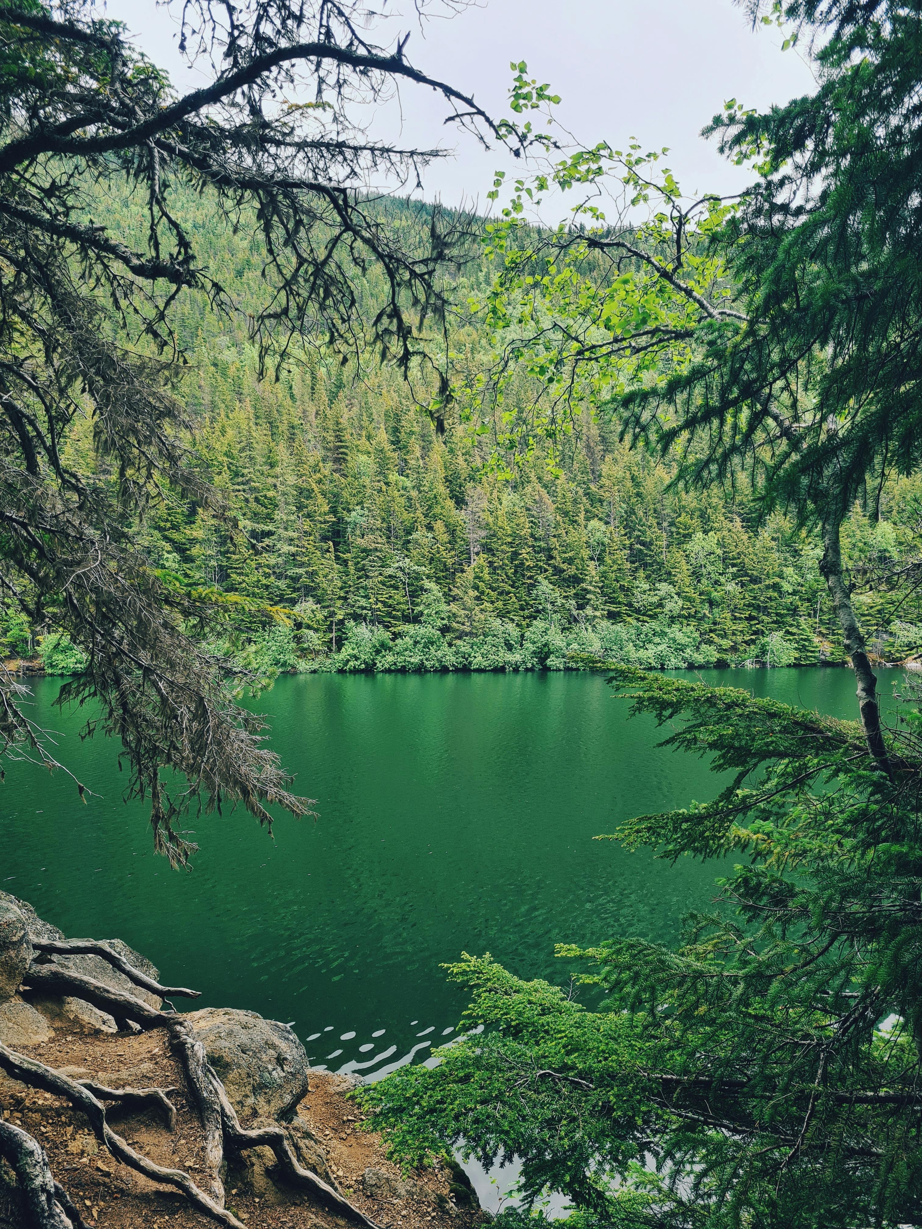 Serene Forest Lake Surrounded by Pine Trees · Free Stock Photo