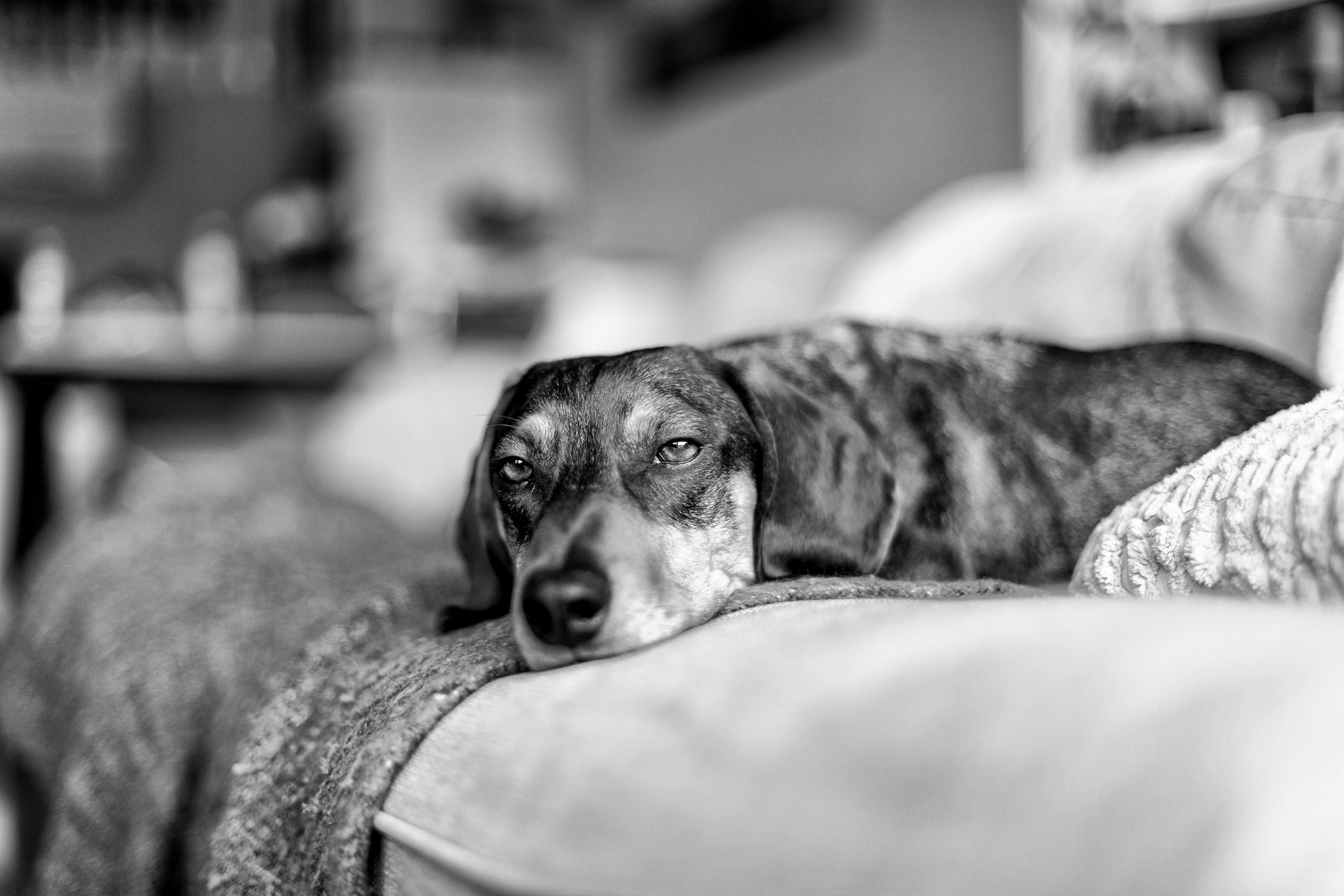 Sleepy Bed With Tea Photos, Download The BEST Free Sleepy Bed With Tea ...