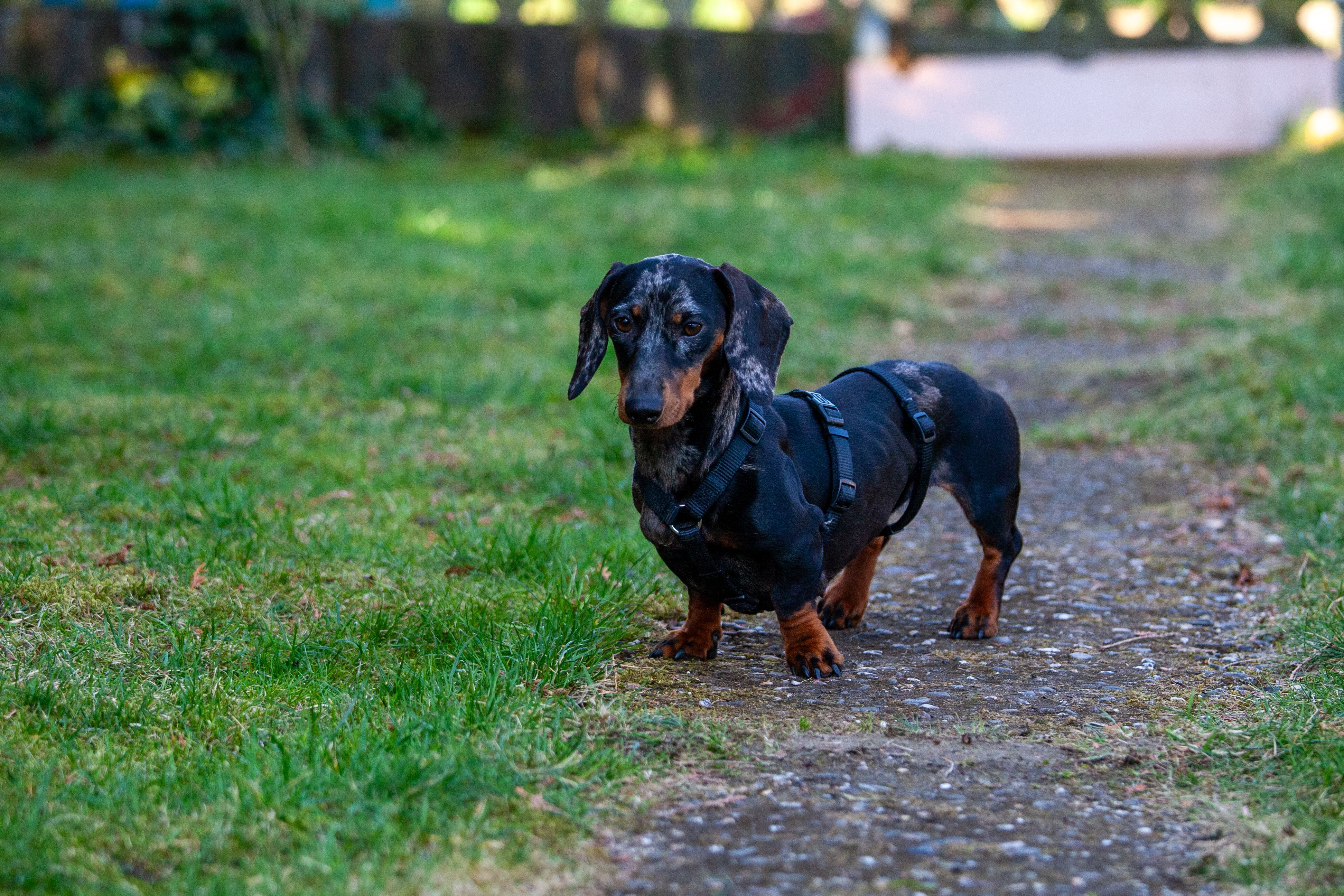 Perro Salchicha Paseando Por Un Sendero Soleado De Jardín · Foto de ...