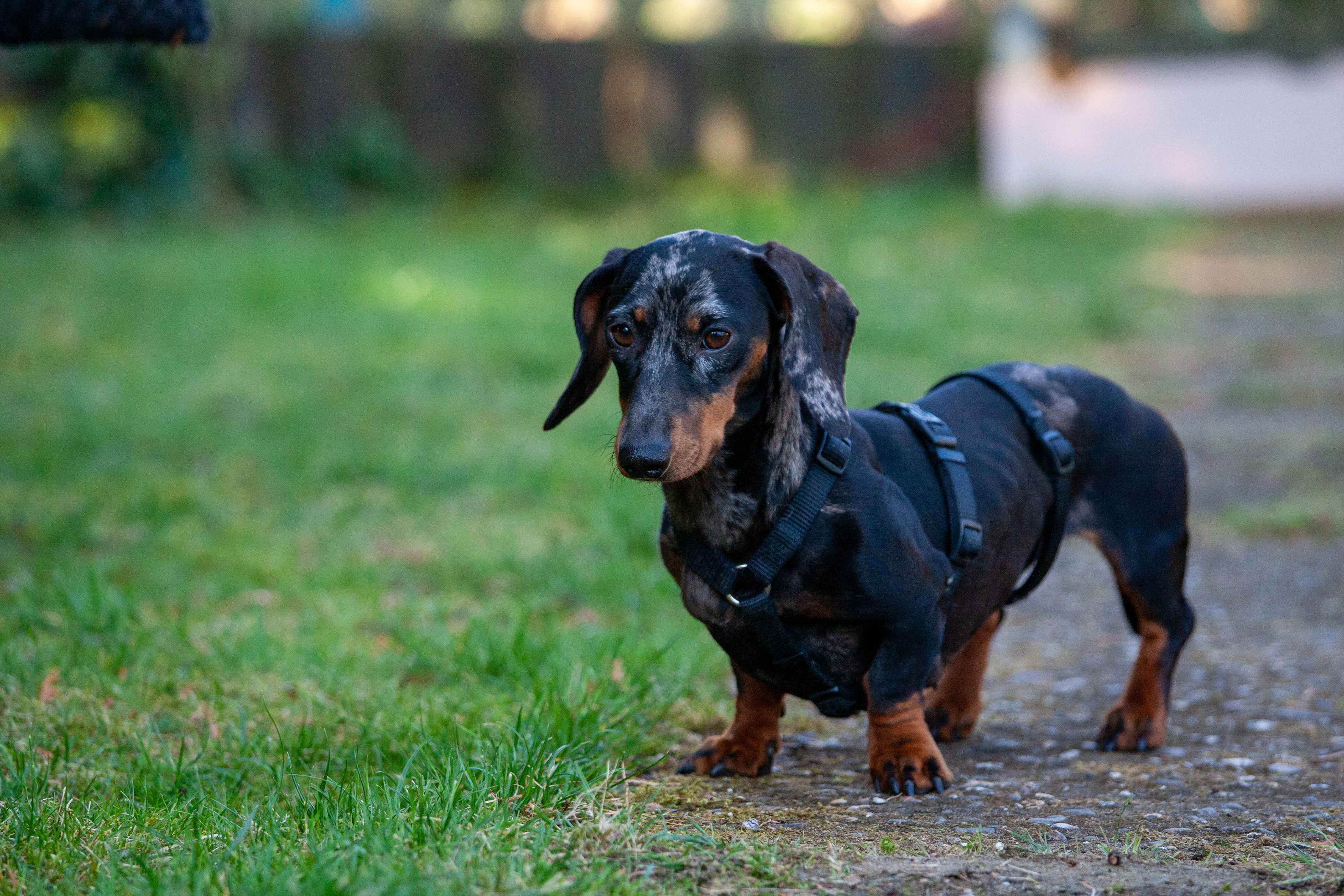 Adorable Dachshund Dog in Outdoor Setting · Free Stock Photo