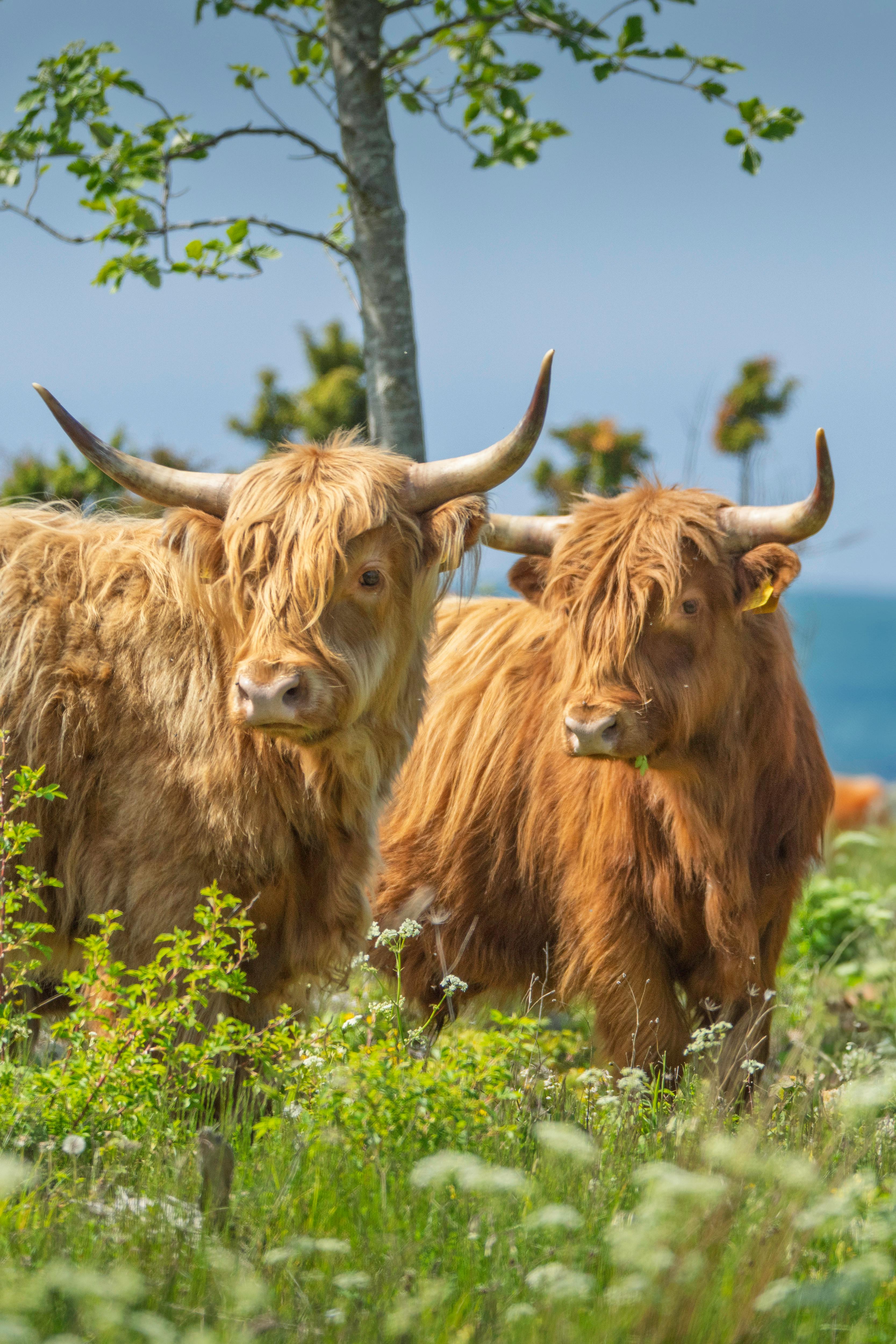 Scottish Highlands Photos, Download The BEST Free Scottish Highlands ...