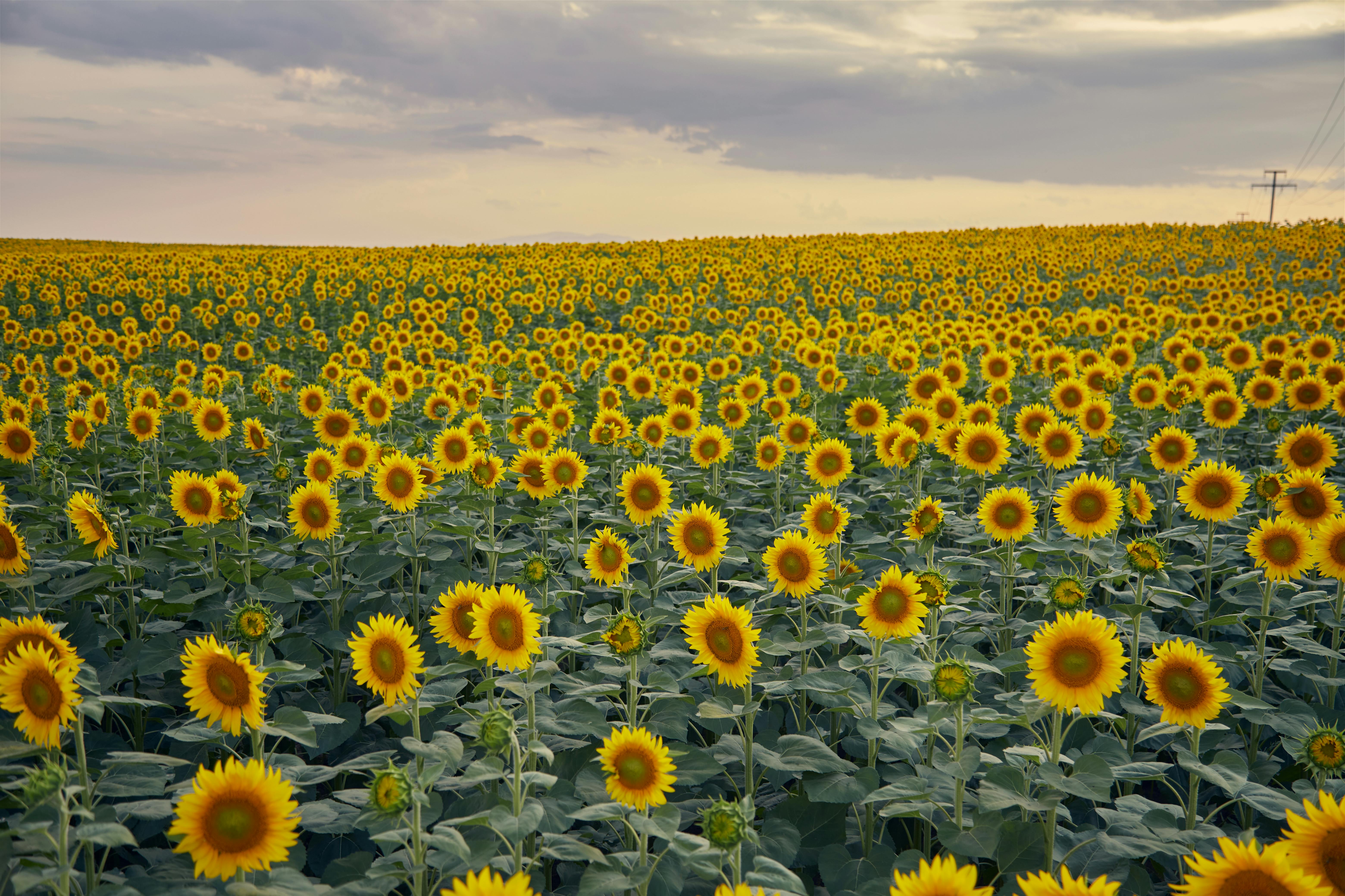 Ladang Bunga Matahari Yang Menakjubkan Saat Matahari Terbenam ...