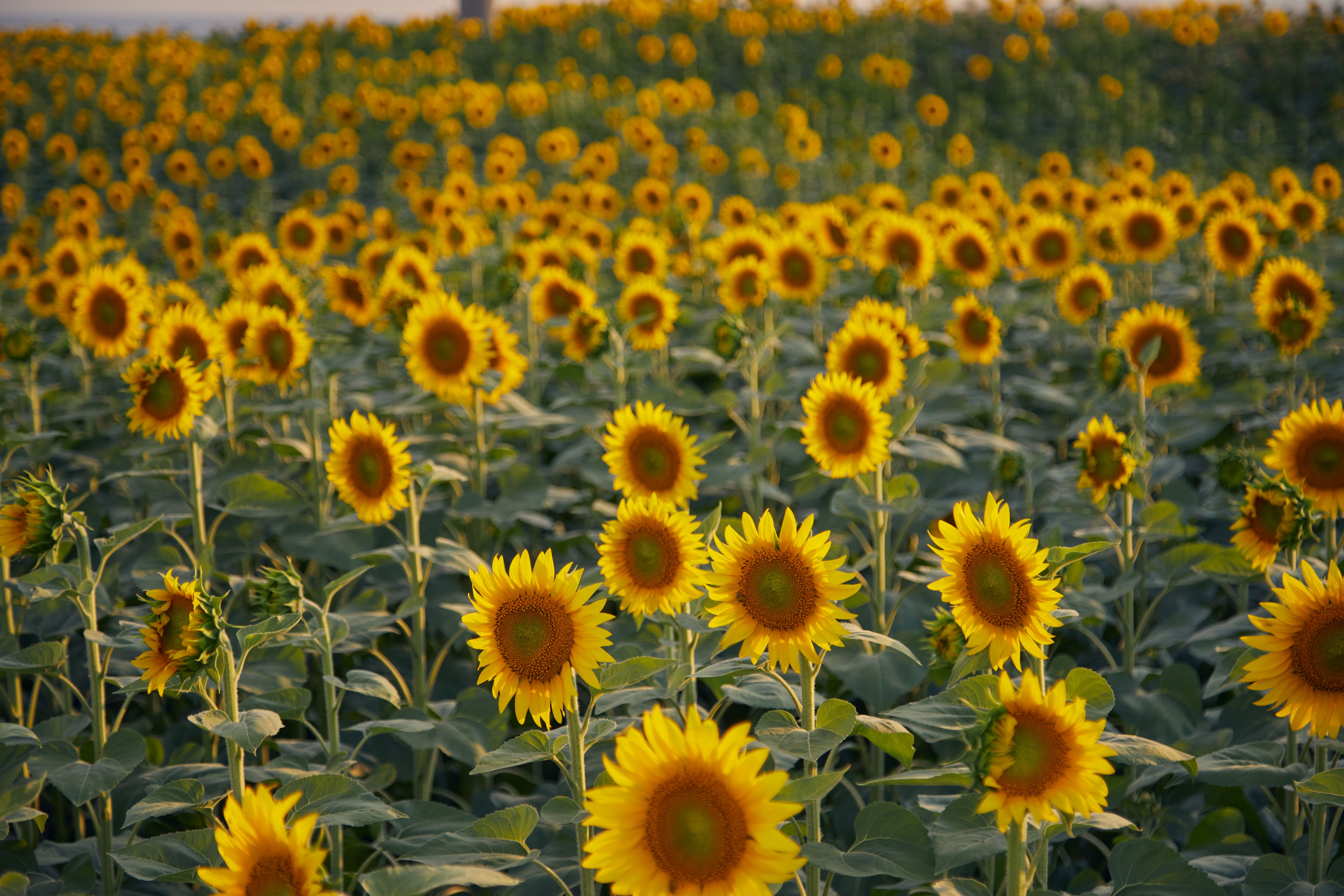 Vibrant Sunflower Field in Full Bloom at Sunset · Free Stock Photo