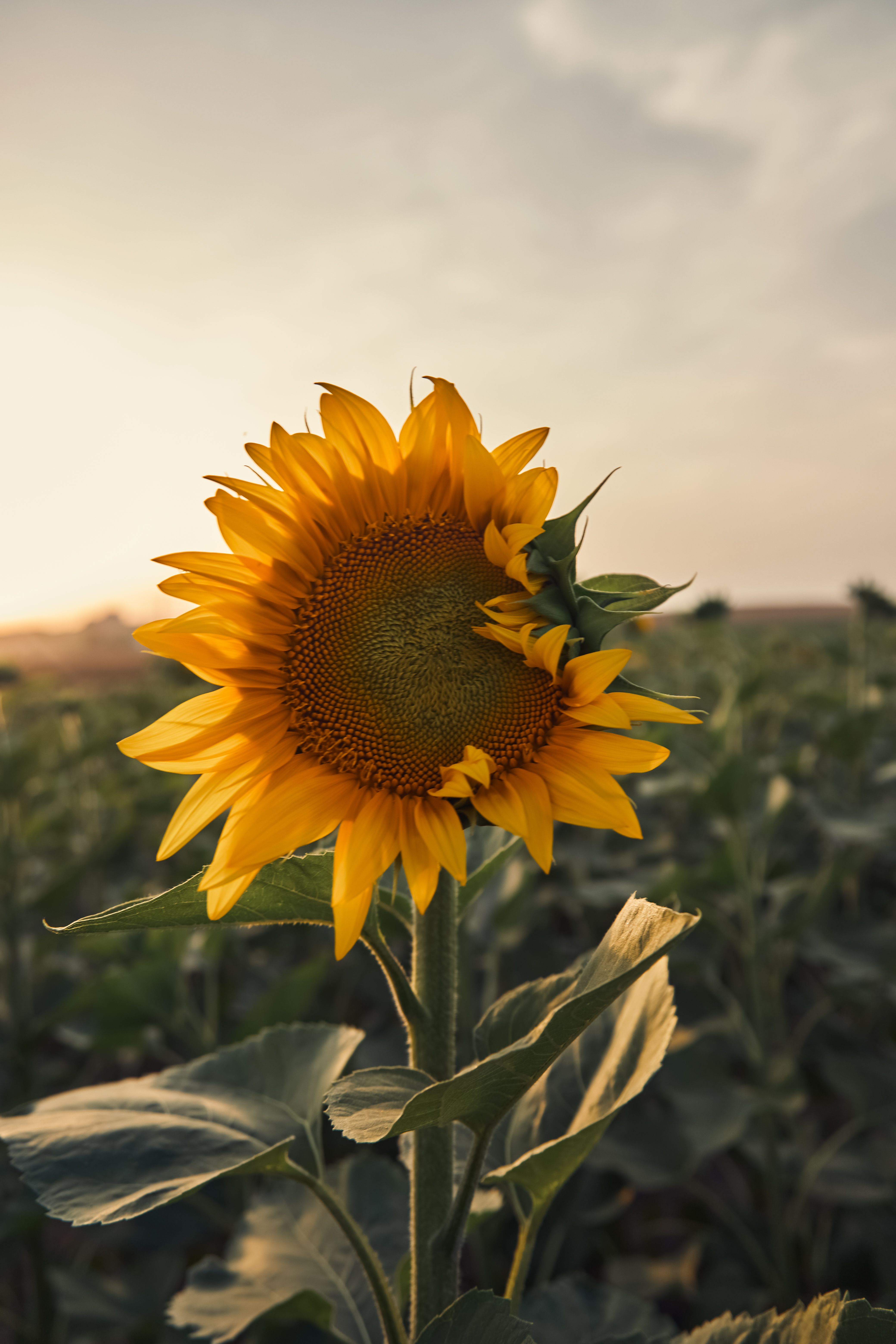 Vibrant Sunflower Bloom at Sunset in Field · Free Stock Photo