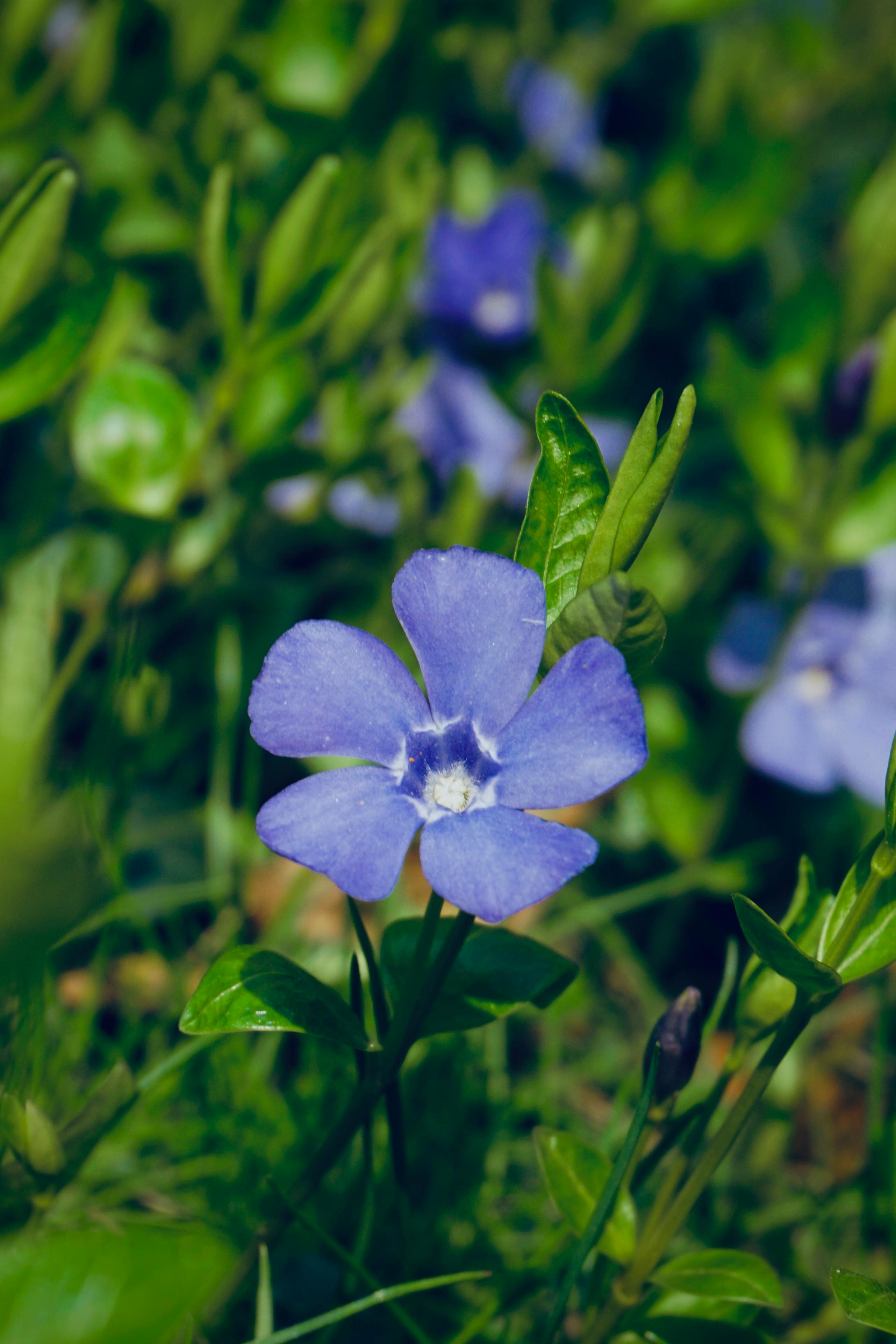 Close-up of Blue Vinca Flower in Wild Nature · Free Stock Photo