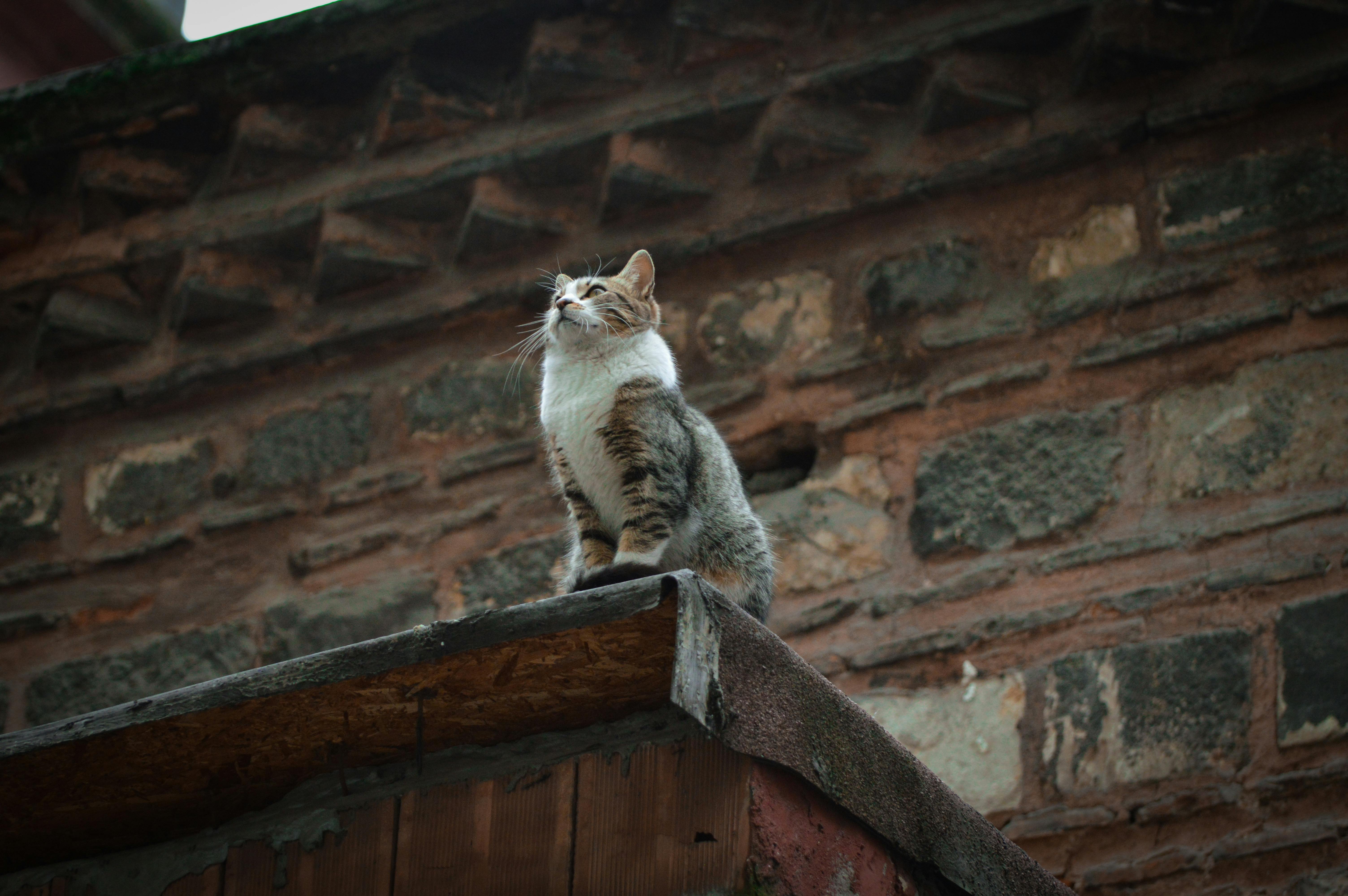 Determined Cat Perched on a Rustic Rooftop · Free Stock Photo