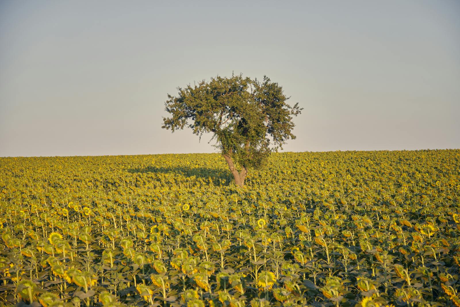 Single Tree Photos, Download The BEST Free Single Tree Stock Photos ...