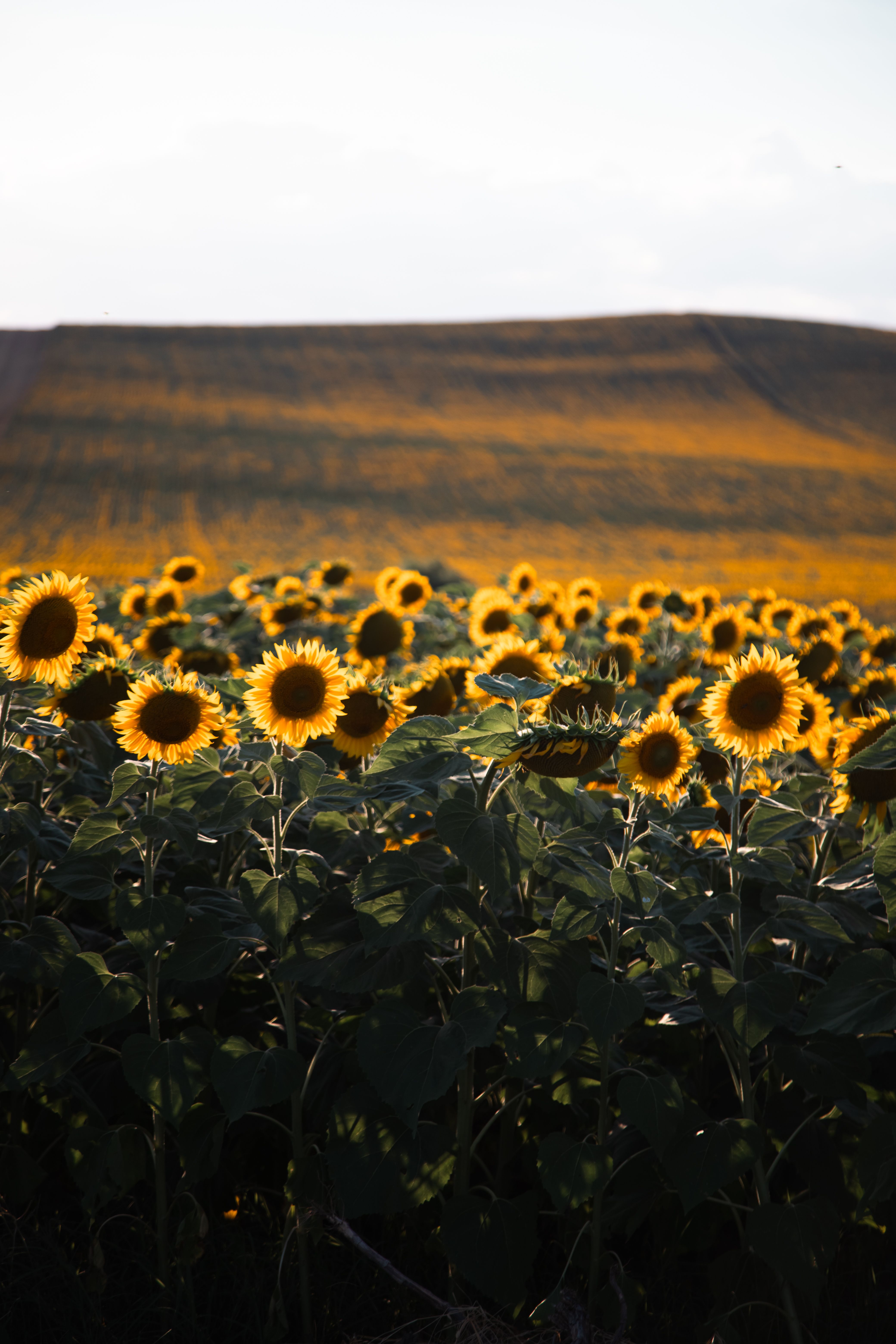 Golden Sunflower Field Under Evening Sunlight · Free Stock Photo