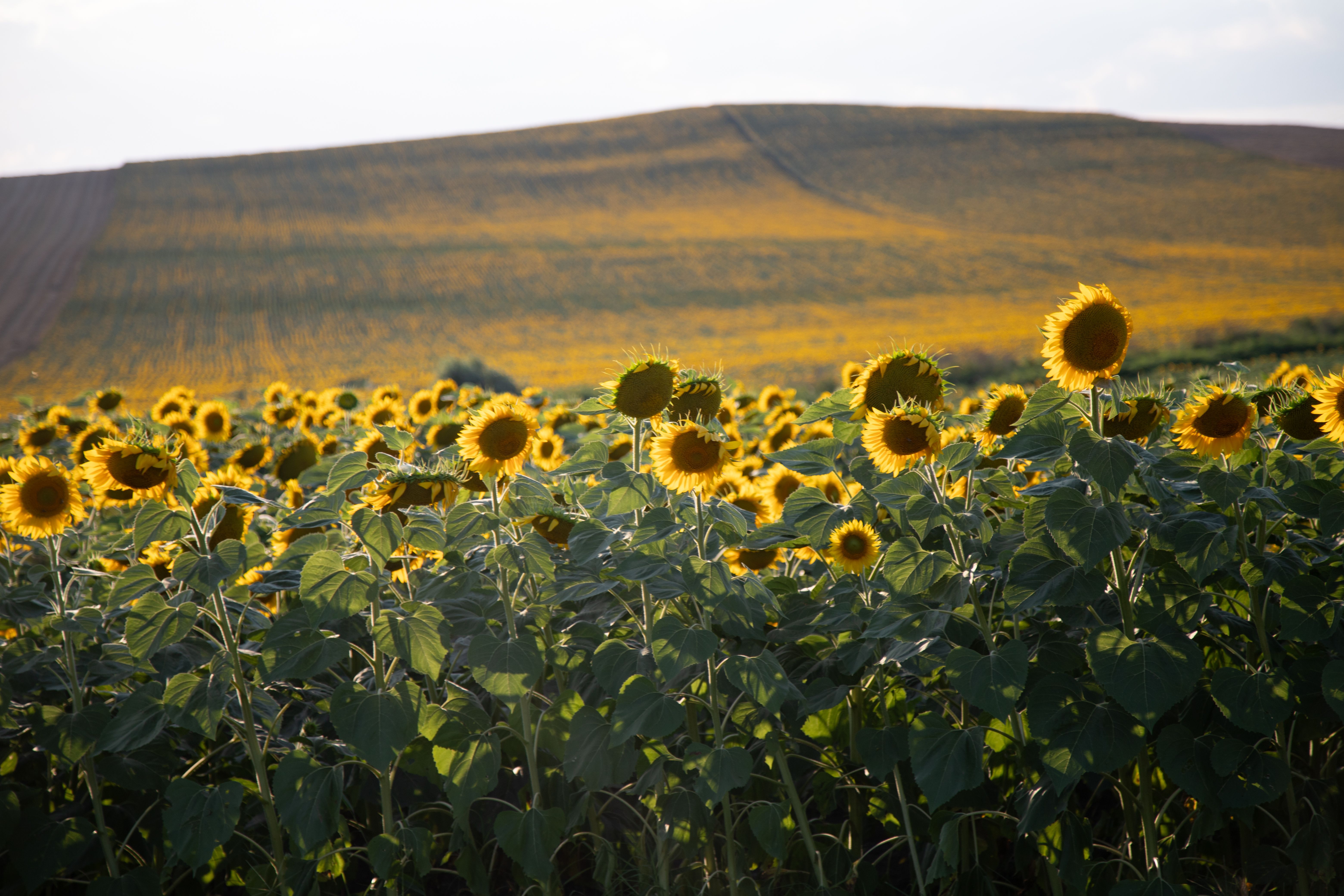 Vibrant Sunflower Field at Golden Hour · Free Stock Photo