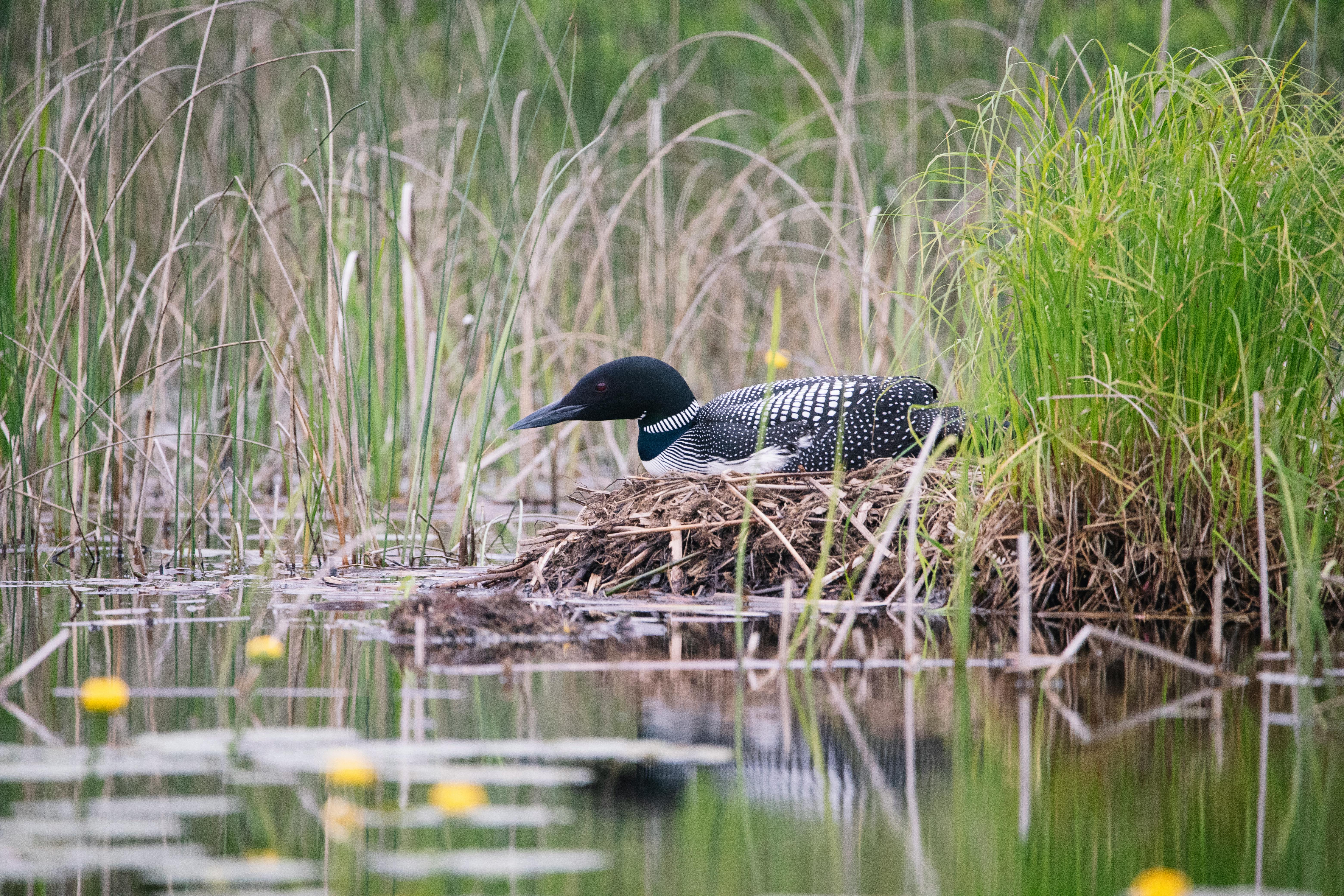 Common Loon Nesting in Tranquil Wetland Habitat · Free Stock Photo