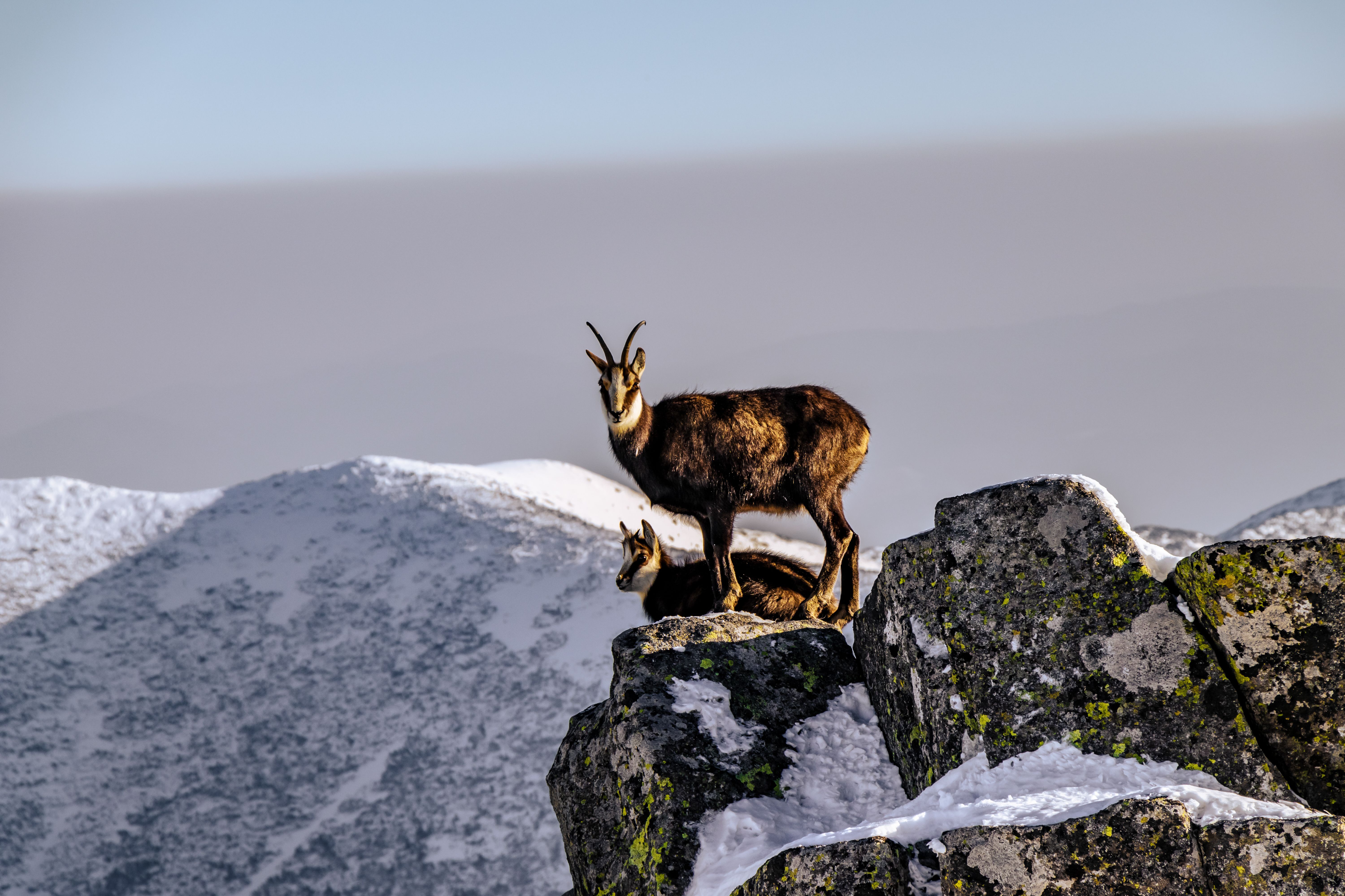 Wild Mountain Goats on Snowy Rocky Cliffs · Free Stock Photo