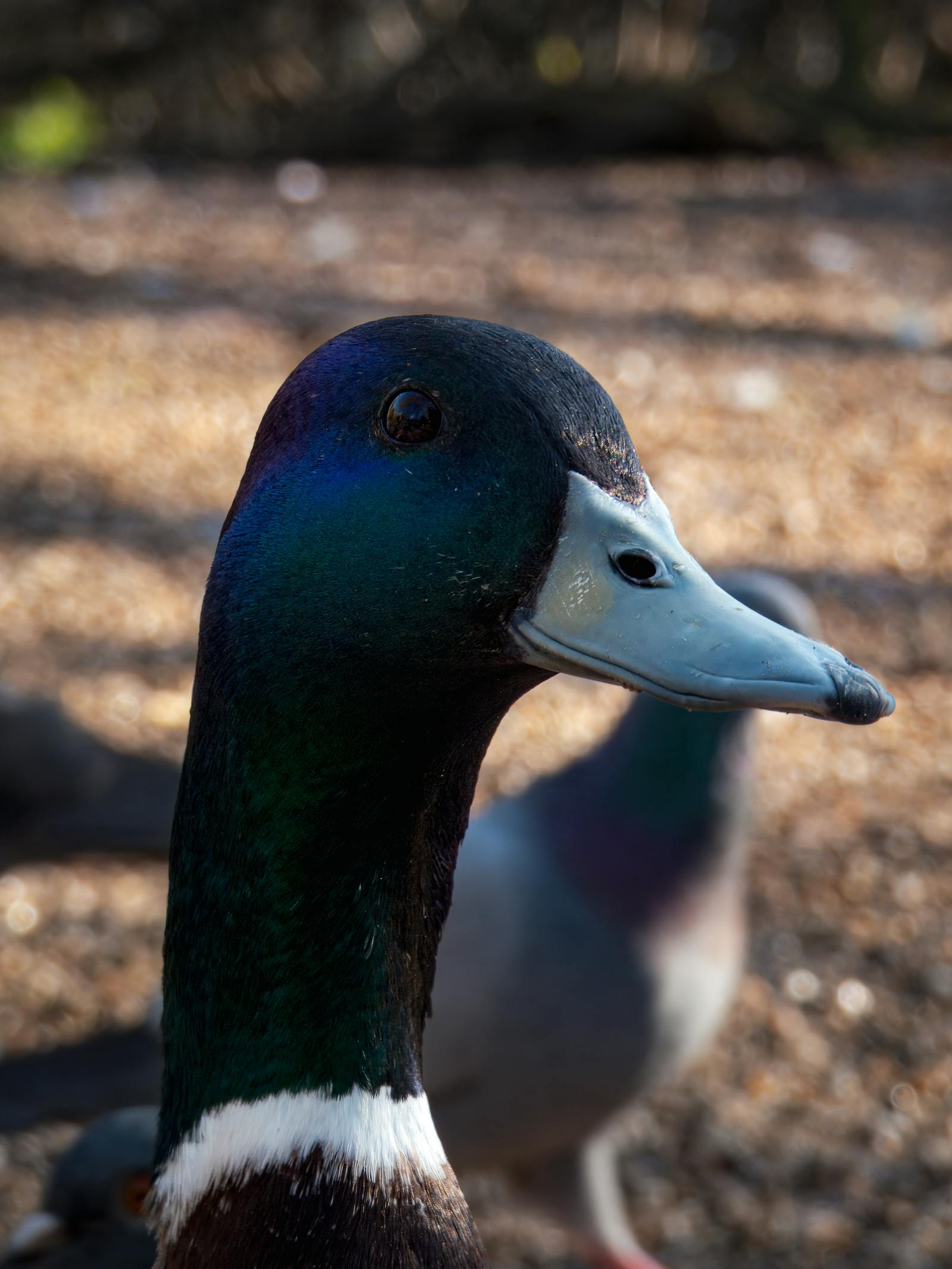 Blippi Background Photos, Download The BEST Free Blippi Background ...