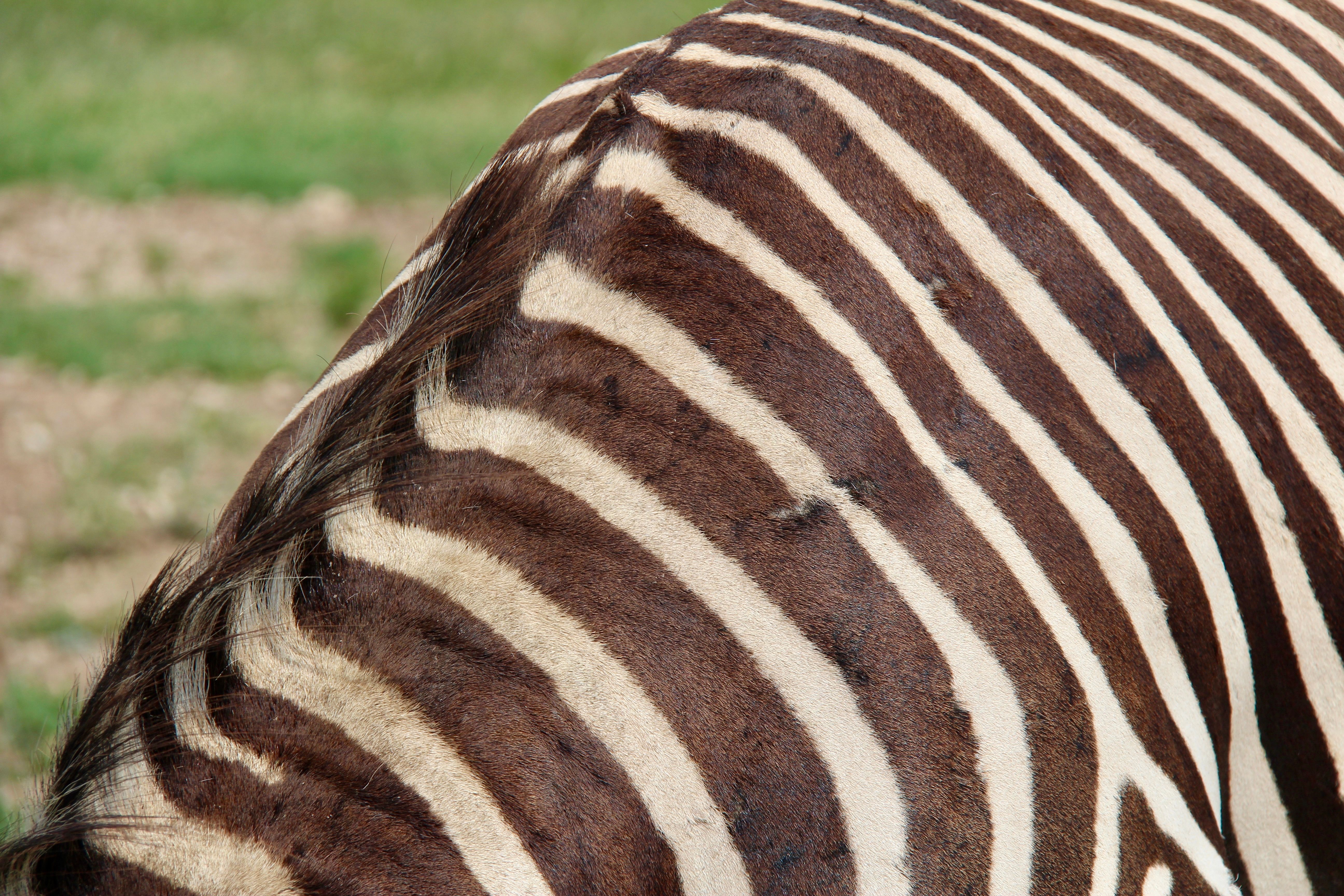 Zebra Fur · Free Stock Photo