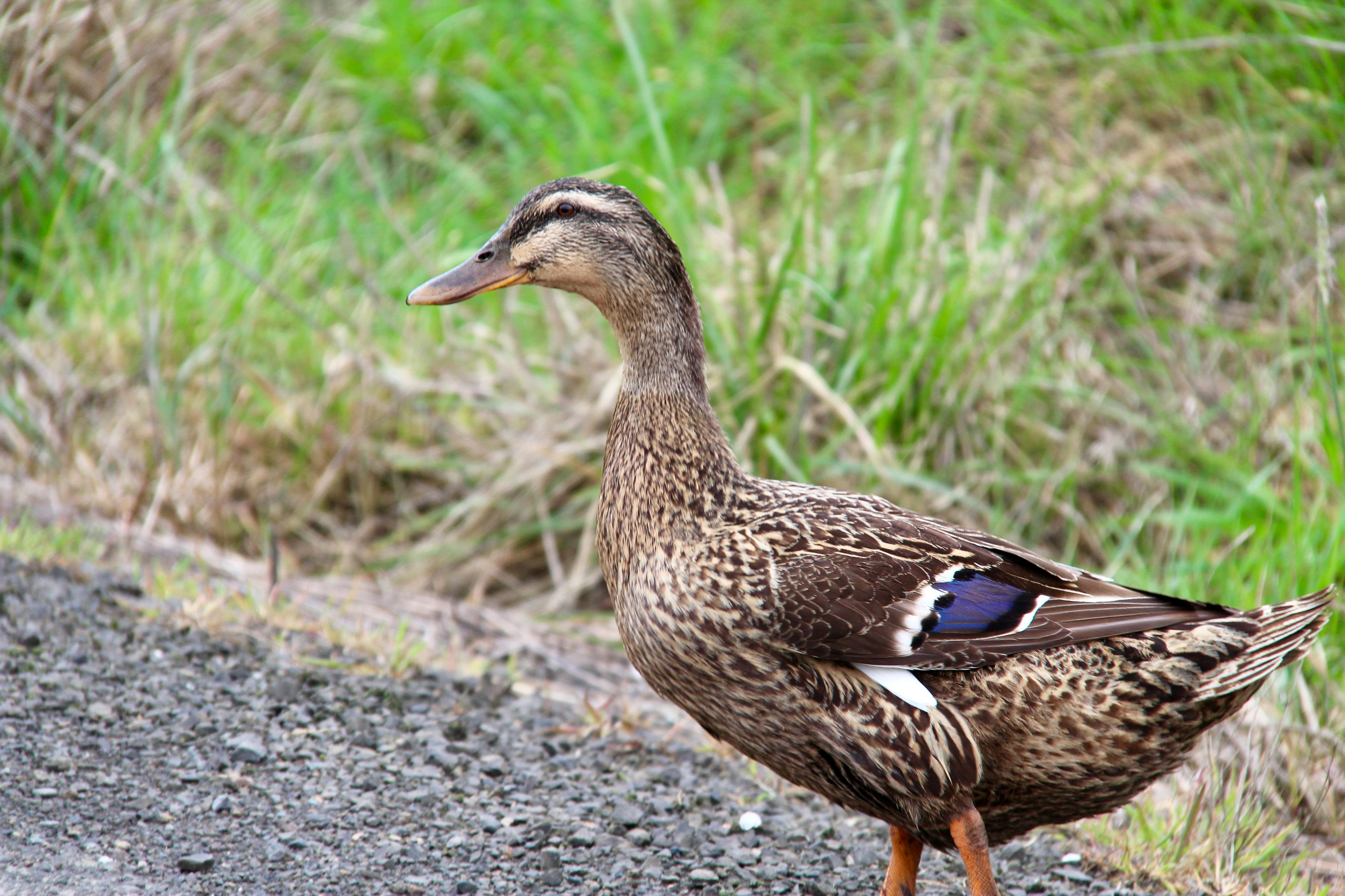 Duck Poop Photos, Download The BEST Free Duck Poop Stock Photos & HD Images